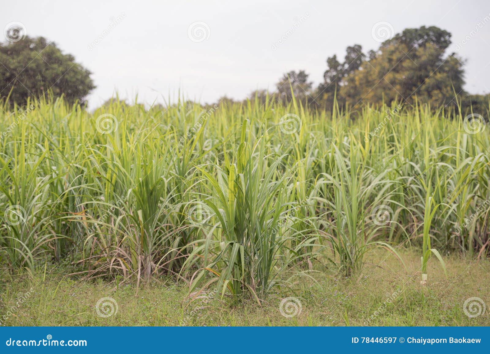 Sugarcane and Rice Field;mixed Crops Together Stock Image - Image of ...