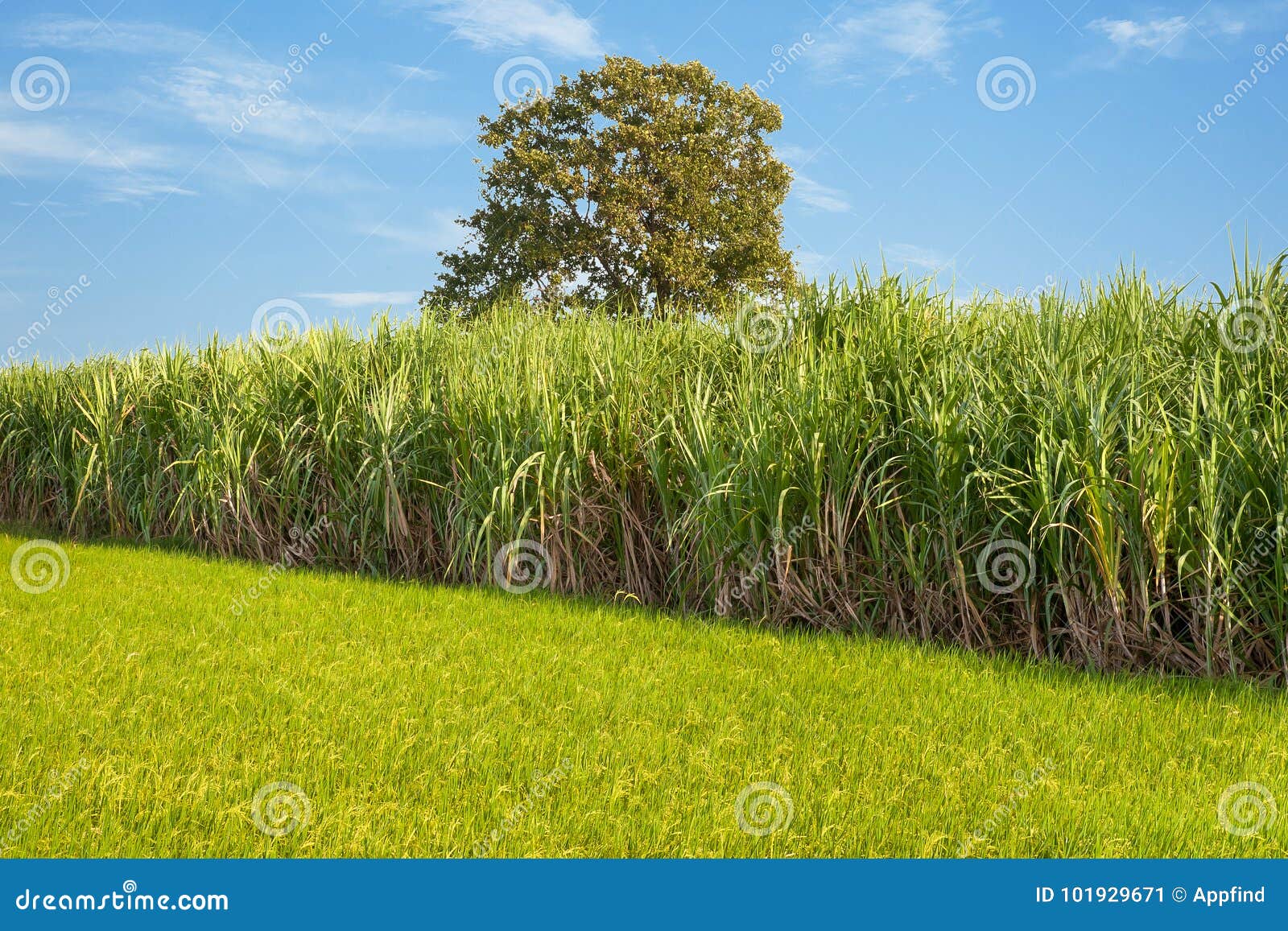 Sugarcane and rice stock image. Image of plant, plantation - 101929671