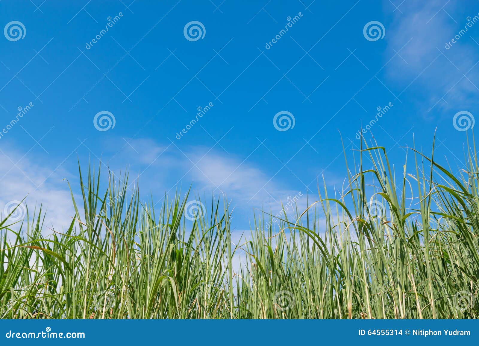 Sugarcane with sky stock photo. Image of long, fluffy - 64555314