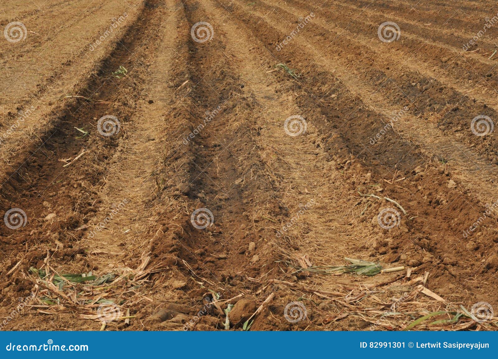 Sugarcane soil cultivation stock image. Image of planting - 82991301