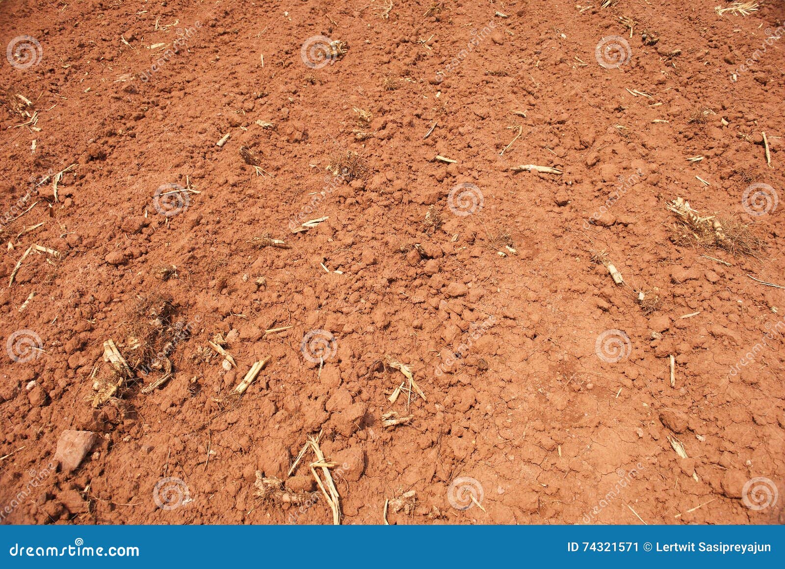 Sugarcane soil stock image. Image of agriculture, scene - 74321571