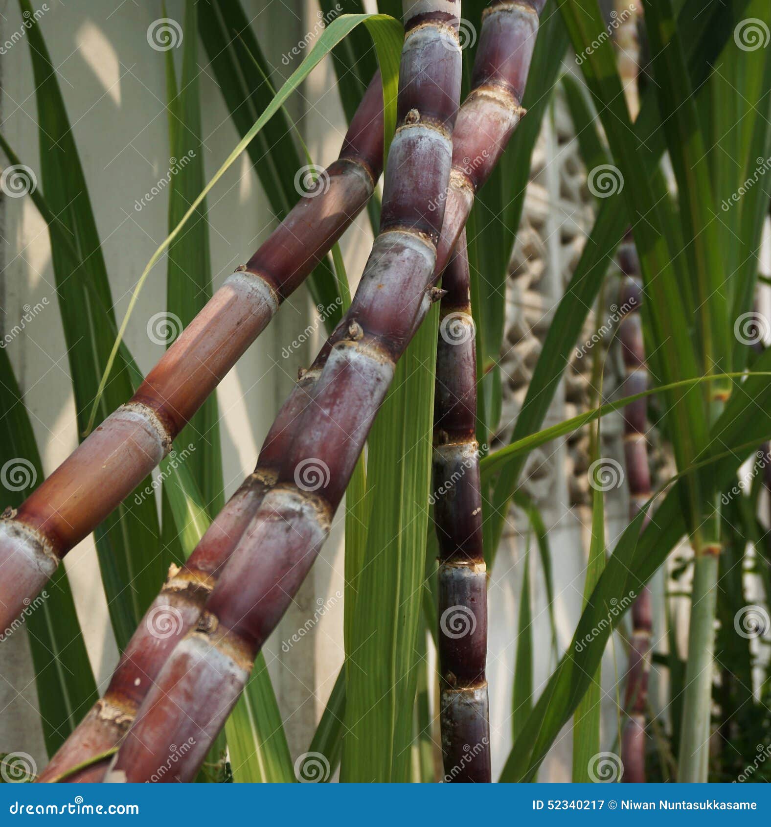 Sugarcane Stalks Grow at beside Wall Stock Image - Image of outdoor ...