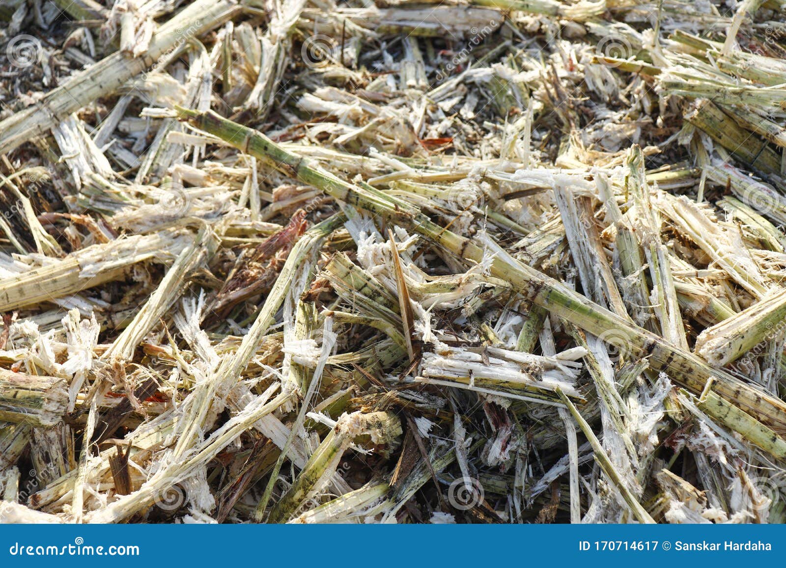 Sugarcane bagasse editorial photography. Image of sugarcane - 170714617