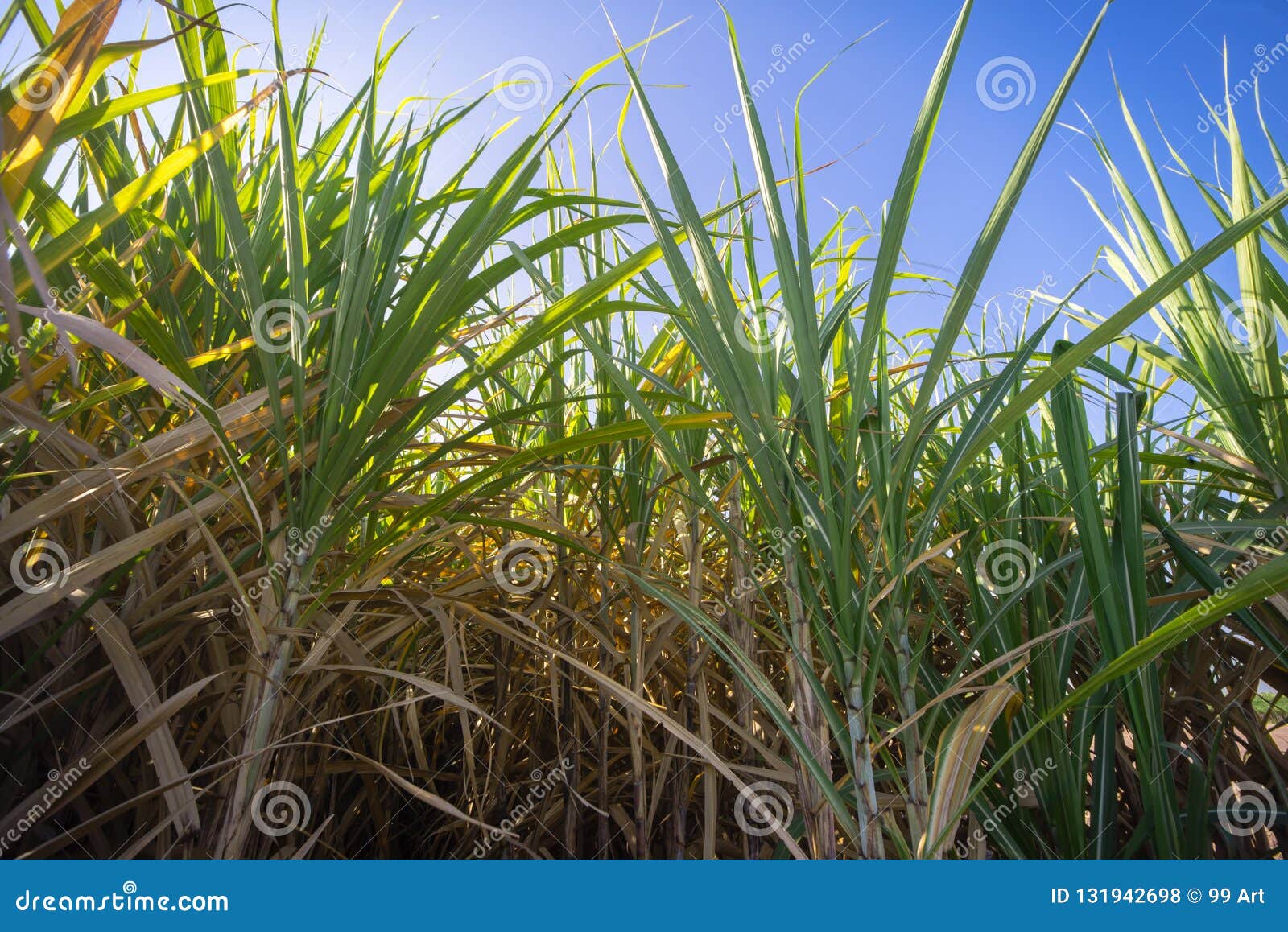 Sugarcane, Sugar Cane Field with Spring Sky Landscape Stock Photo ...