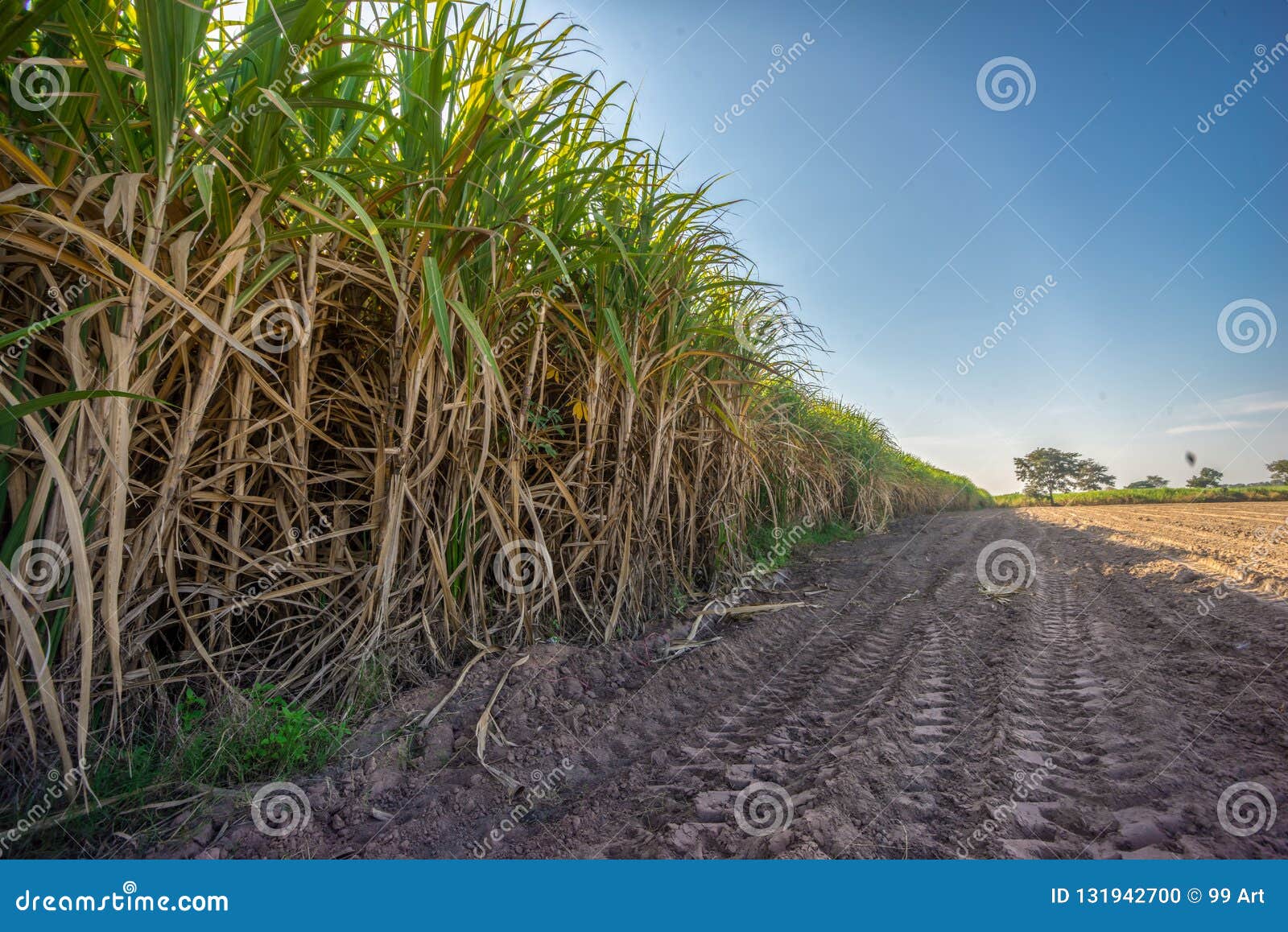 Sugarcane, Sugar Cane Field with Spring Sky Landscape Stock Photo ...