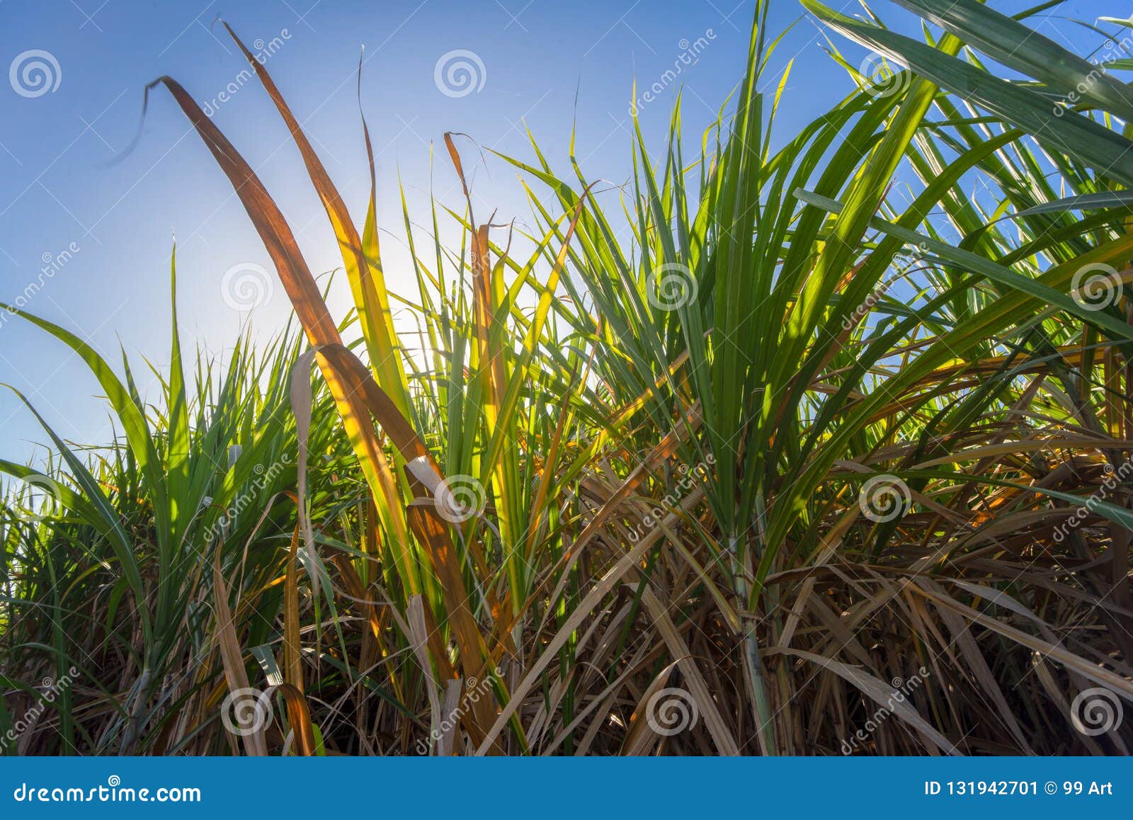 Sugarcane, Sugar Cane Field with Spring Sky Landscape Stock Image ...