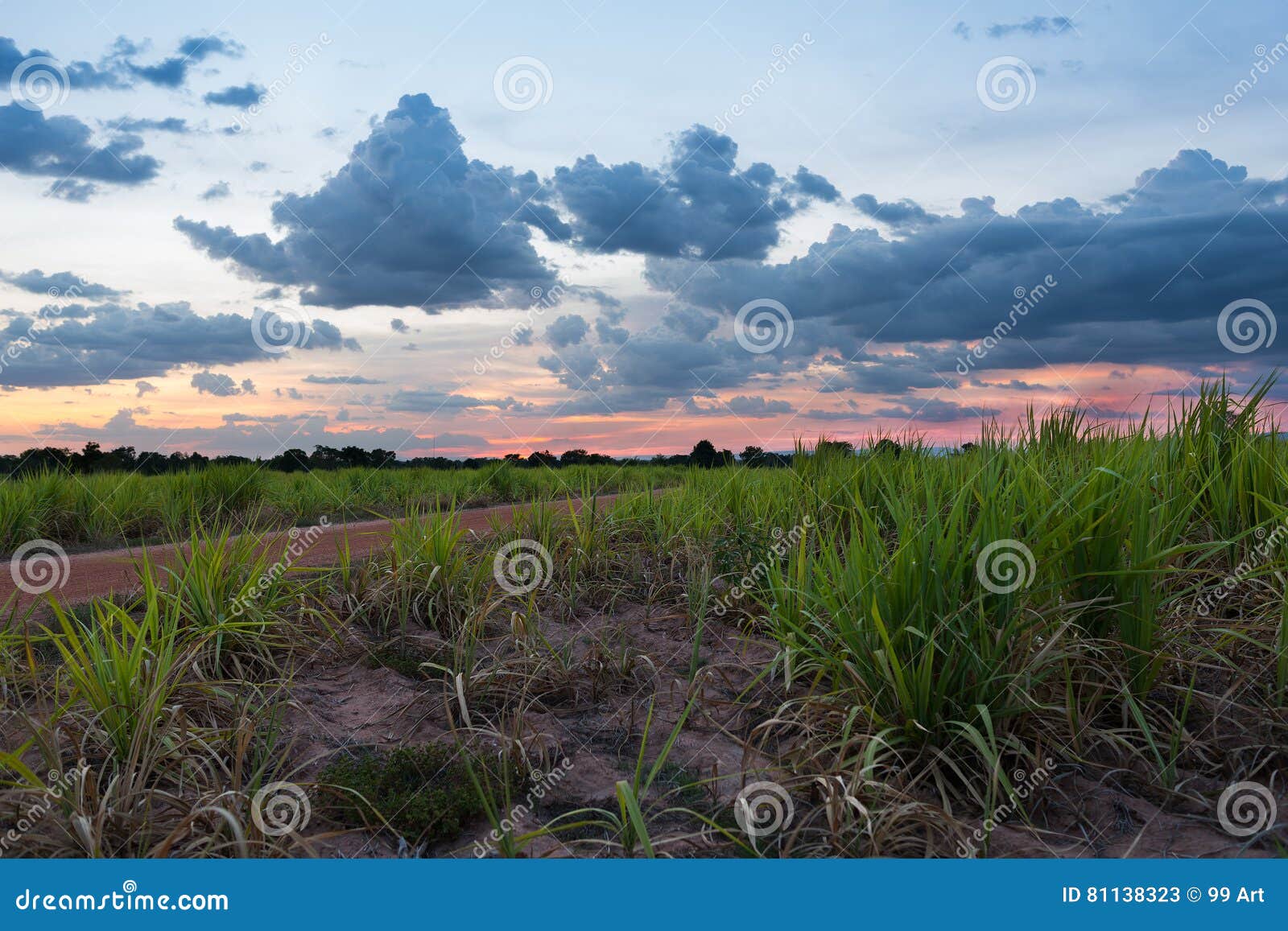 Sugarcane sunset landscape stock image. Image of crop - 81138323