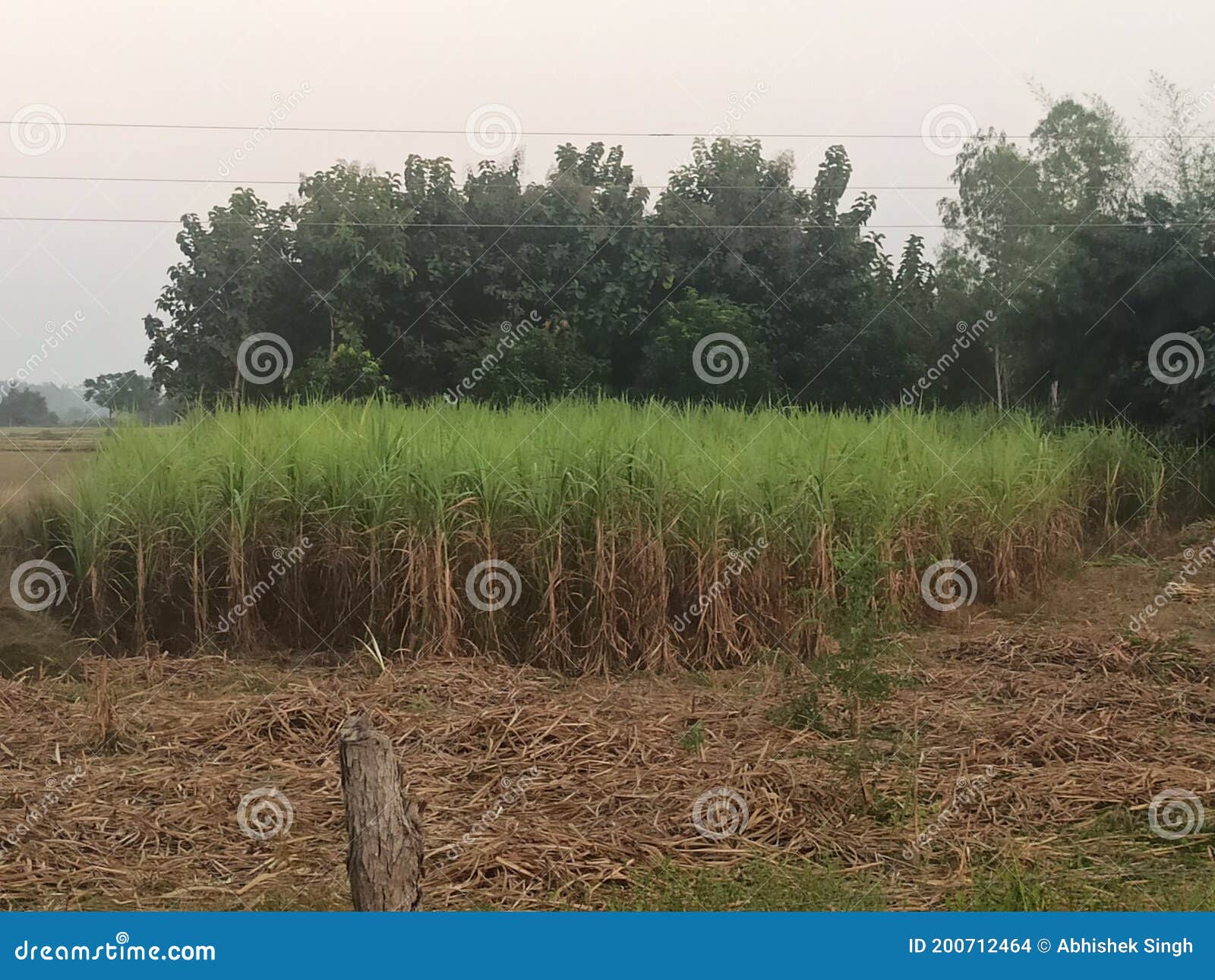 Sugarcane Tree Planted In Countryside Village Royalty-Free Stock ...