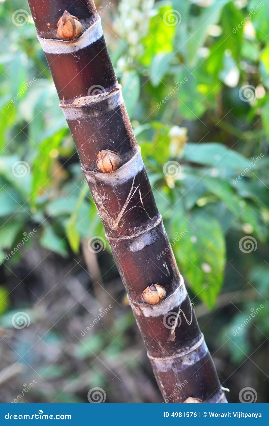 Sugarcane stock image. Image of stalk, crop, plant, garden - 49815761