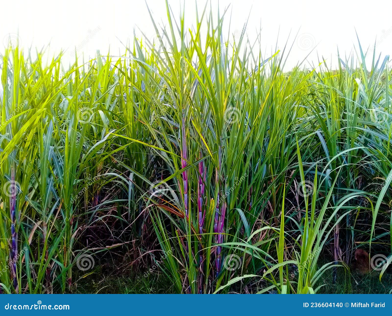 Sugarcane Tree Growing Tall in a Field Stock Photo - Image of lawn ...