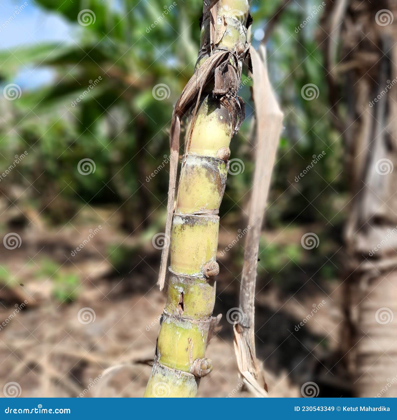 Sugarcane Tree Planted In Countryside Village Royalty-Free Stock ...