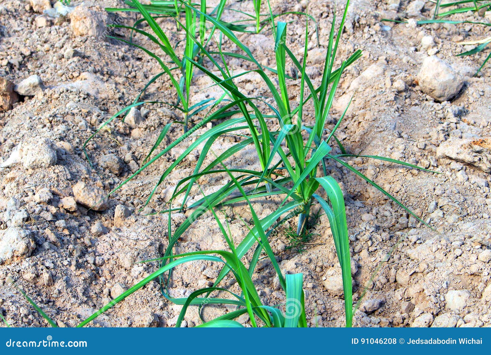 Sugarcane trees stock photo. Image of plant, sugar, close - 91046208