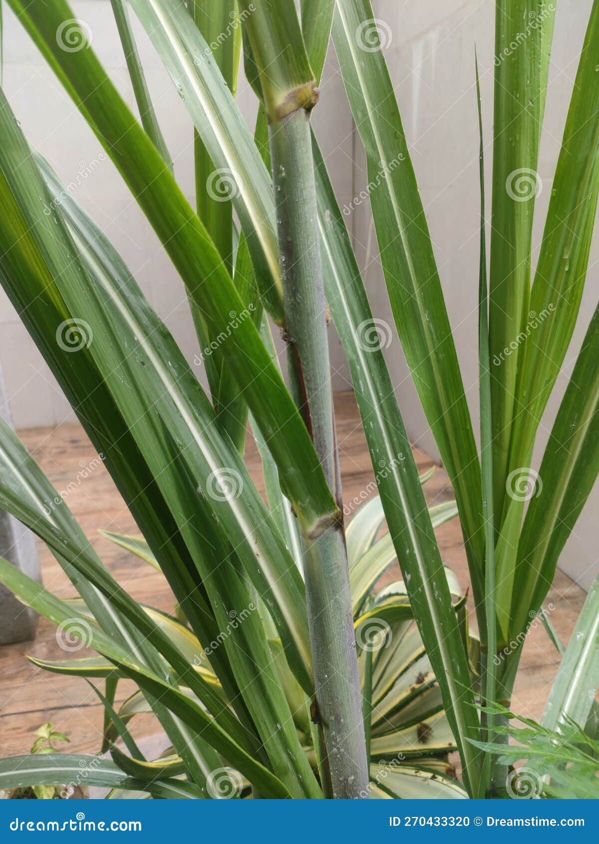 Sugarcane Trees in My Garden Stock Photo - Image of herb, crop: 270433320