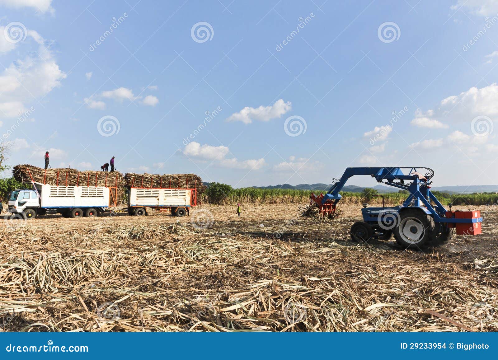 Sugarcane Truck with Full Load in the Field Stock Photo - Image of ...