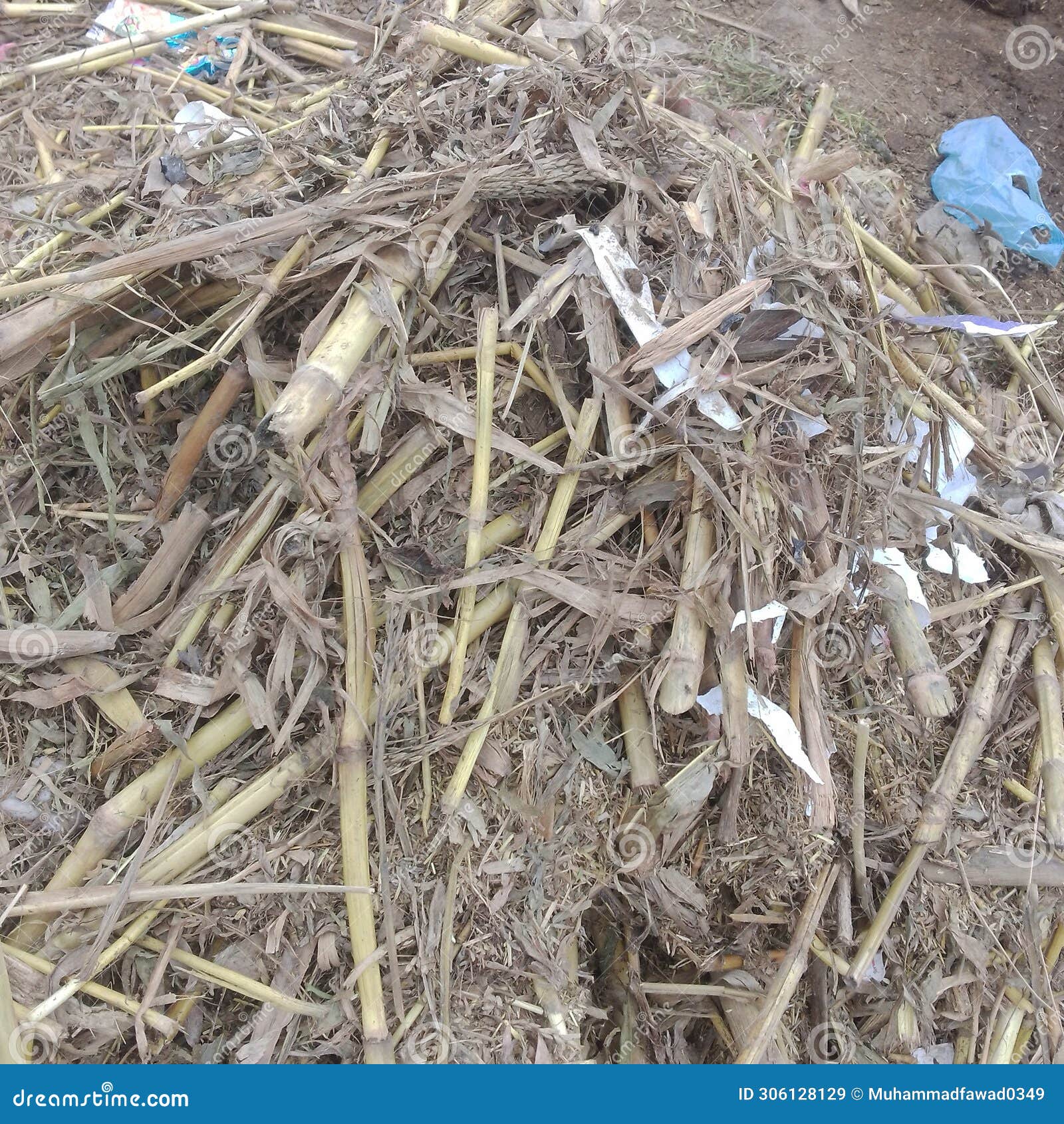 Sugarcane Waste Use for Fire Burning in Village Stock Image - Image of ...