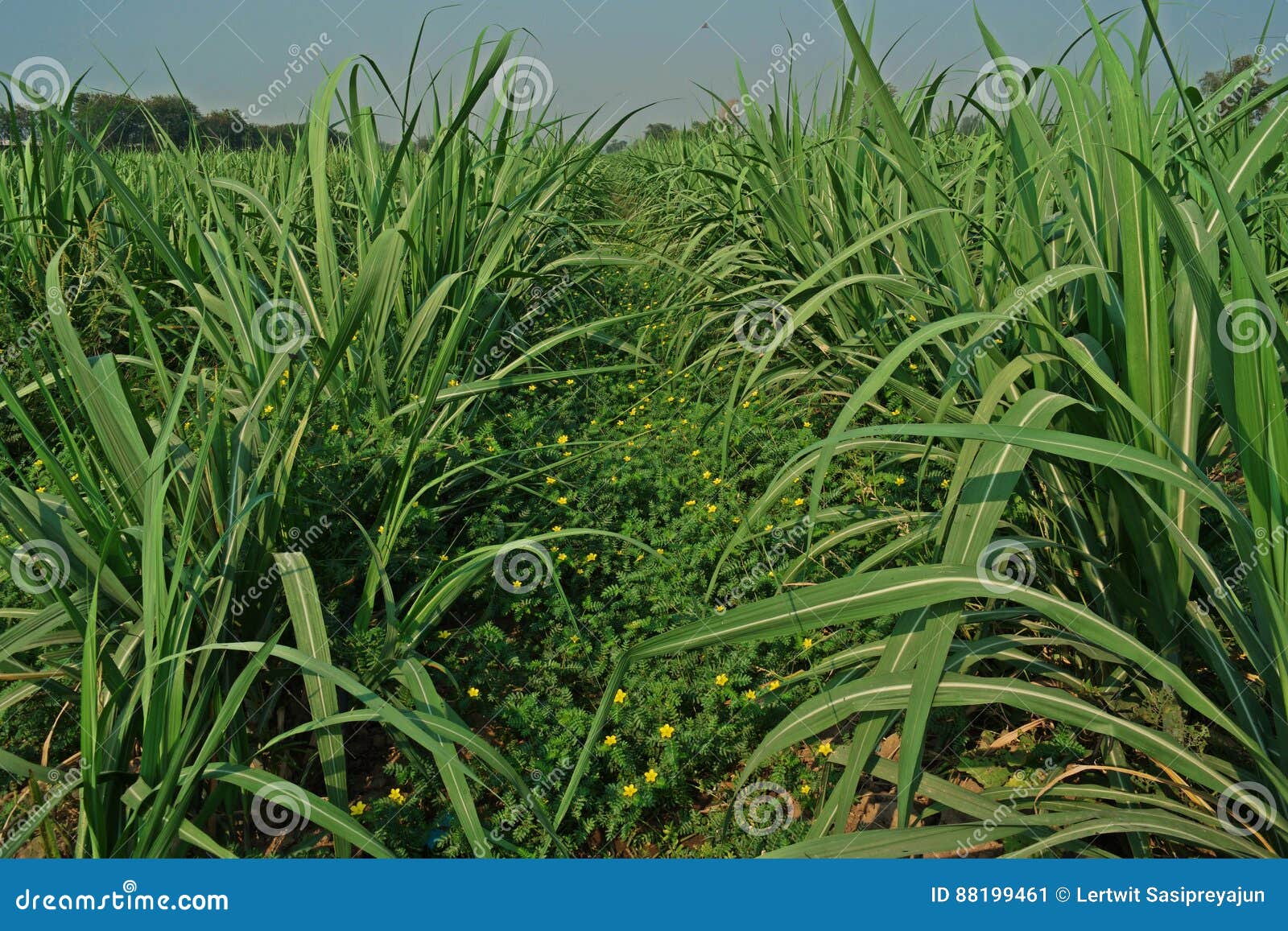 Sugarcane weed infestation stock image. Image of infestation - 88199461
