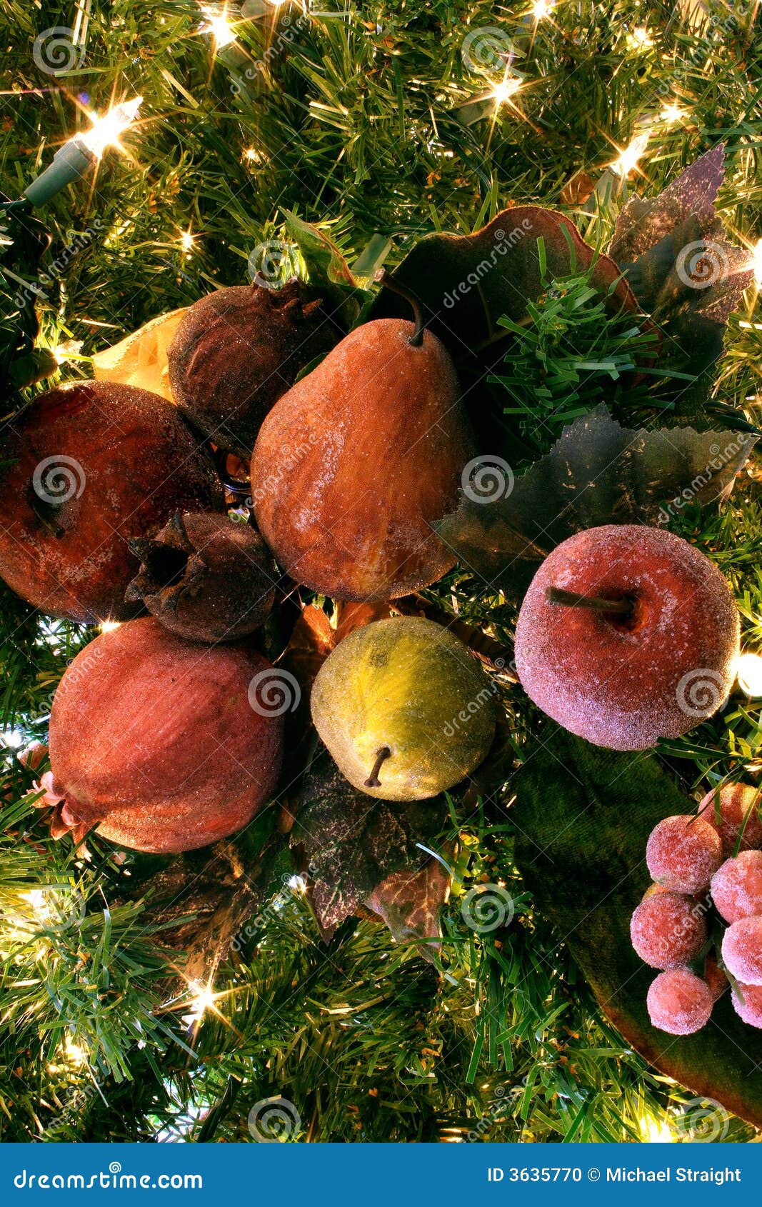 Sugared Fruits in Tree stock photo. Image of fruits, fruit - 3635770