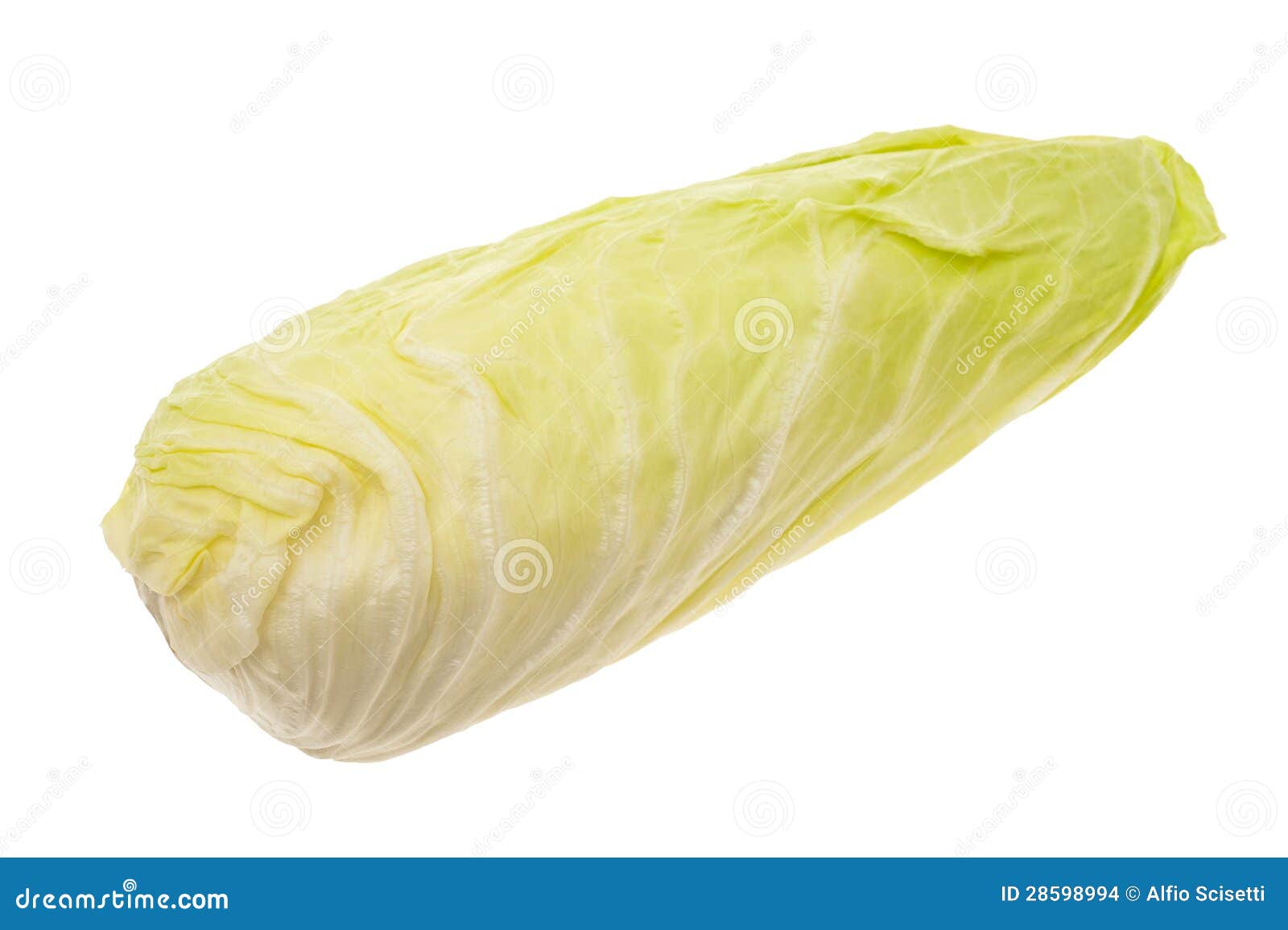 Sugarloaf lettuce stock photo. Image of foliage, bush - 28598994