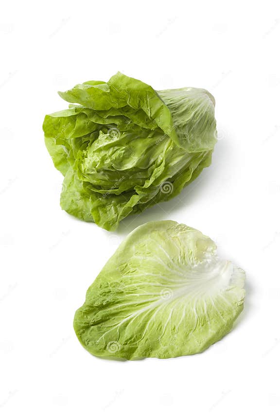 Sugarloaf vegetable stock image. Image of white, leaf - 22162239