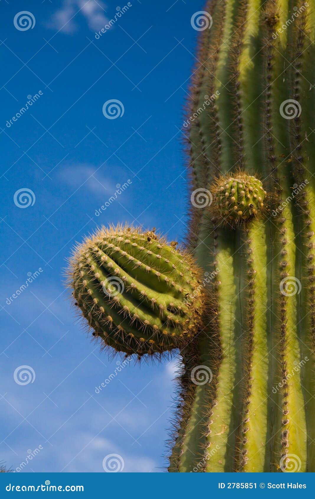 Suguaro Cactus close-up stock image. Image of north, forest - 2785851