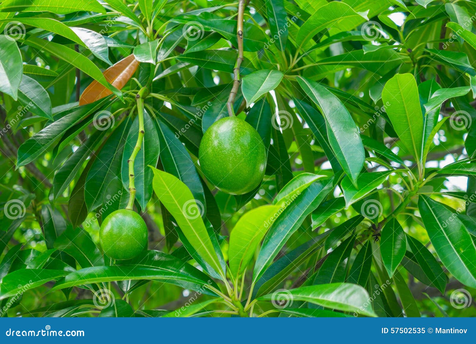 Suicide Tree or Pong Pong Fruit Stock Image - Image of cerbera, pure ...