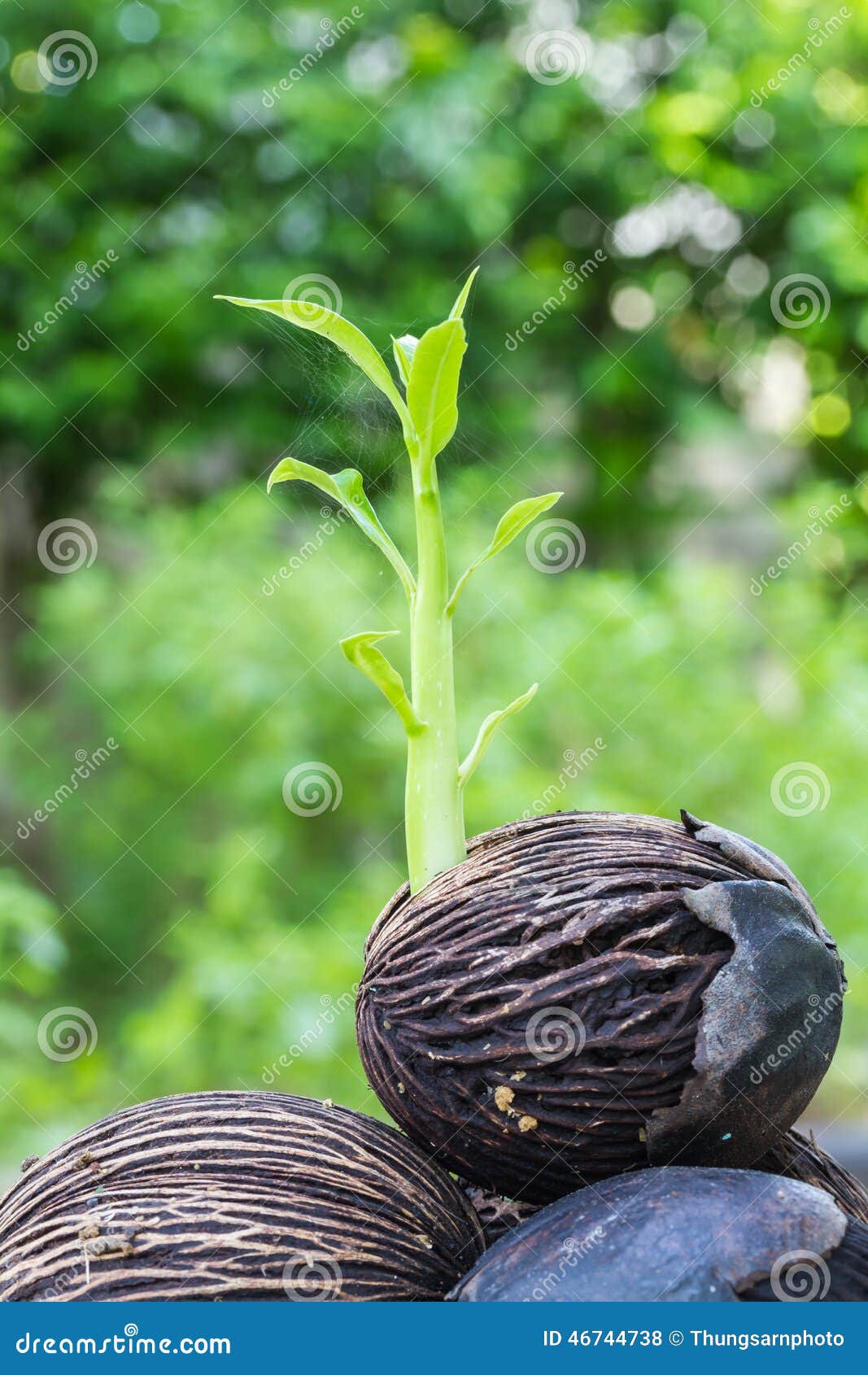 Suicide, Pong Pong Seed Or Alstonia Scholaris Or Apocynaceae, On White ...
