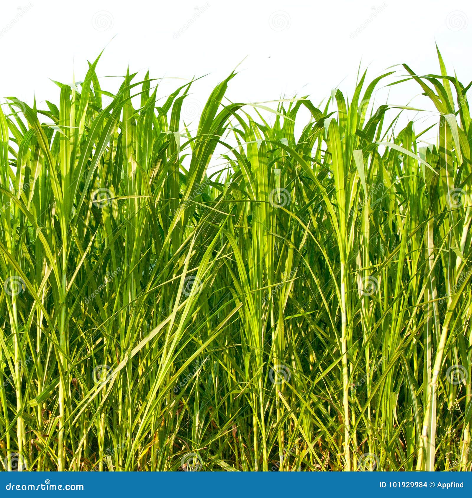 Suikerriet stock foto. Image of gras, landschap, niemand - 101929984