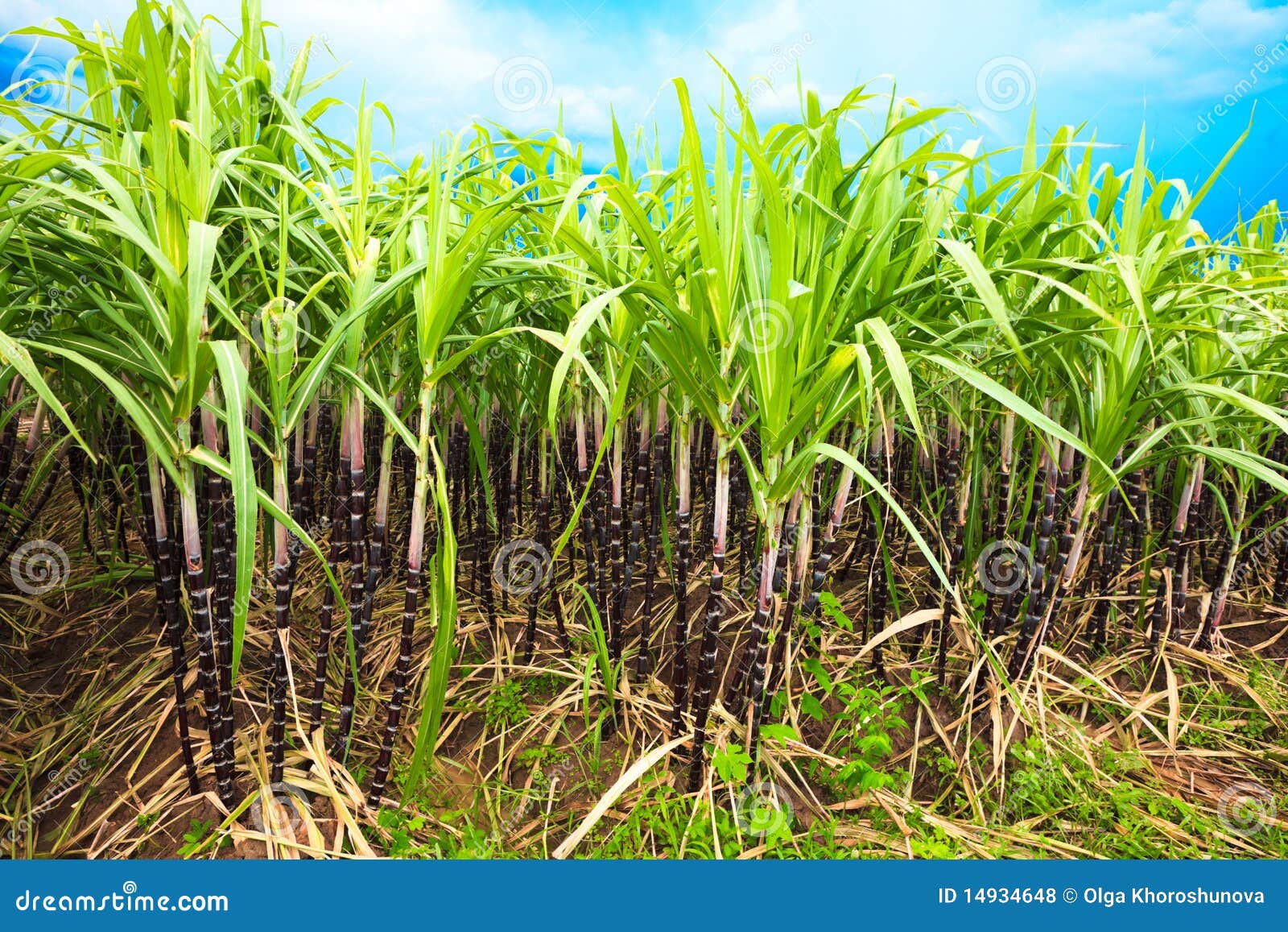 Suikerriet stock foto. Image of gewas, niet, hooglanden - 14934648