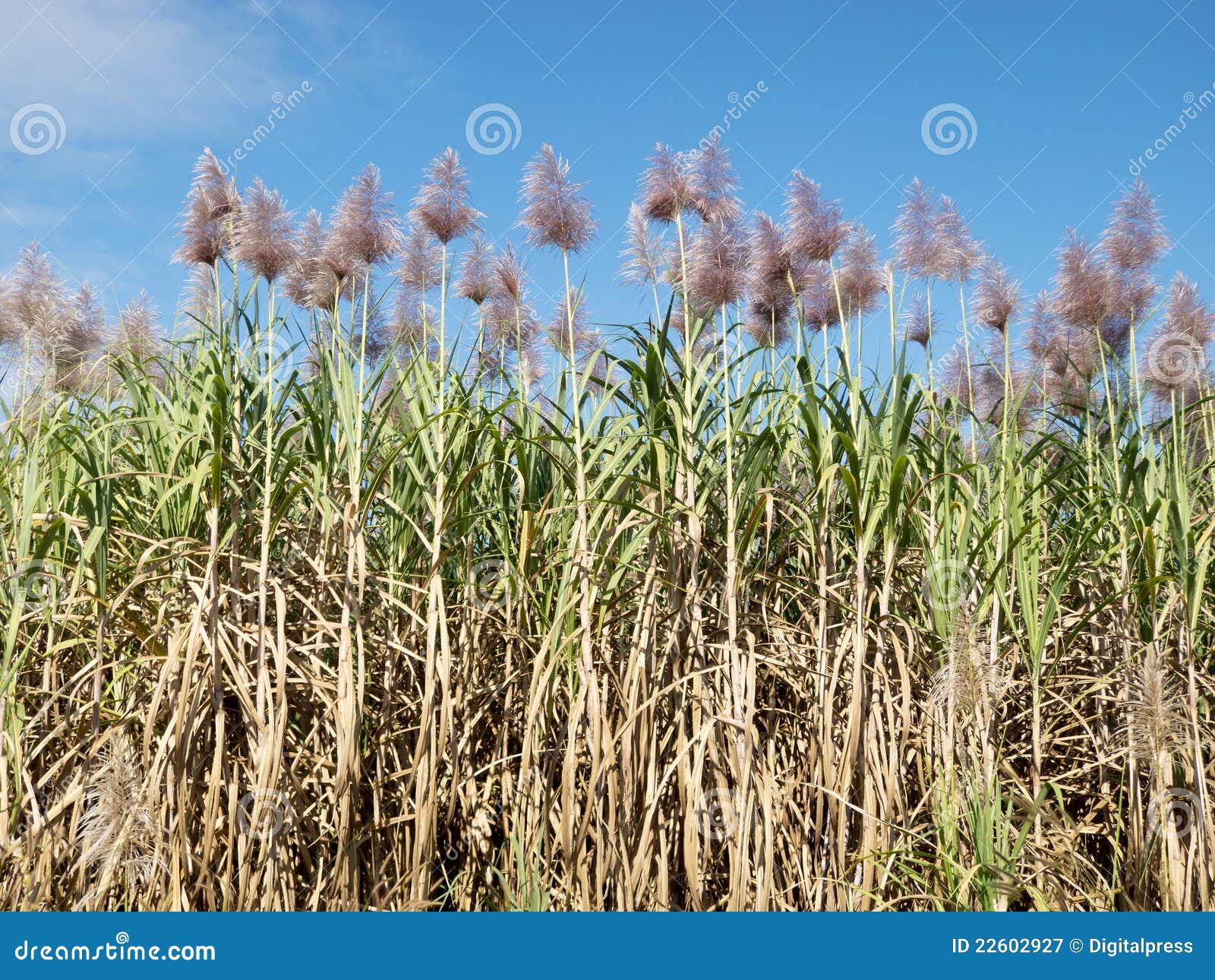 Suikerriet stock afbeelding. Image of gebied, landschap - 22602927