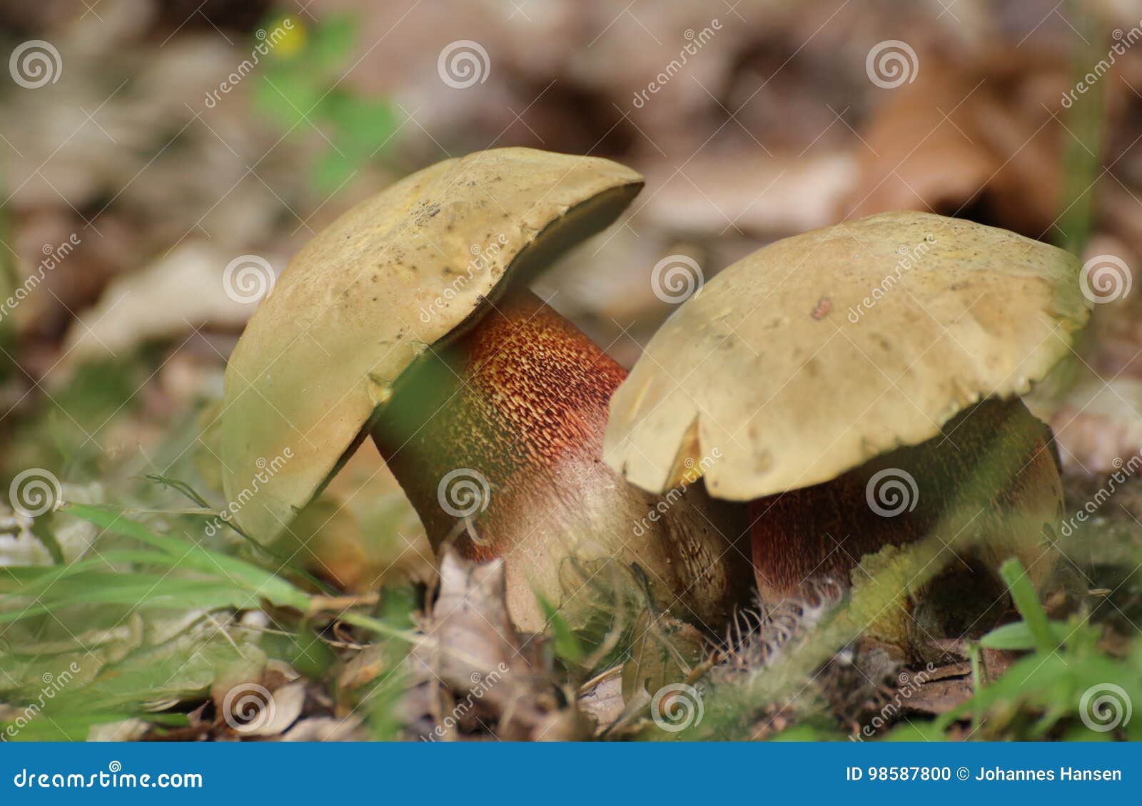 Suillellus Luridus, Commonly Called the Lurid Bolete Stock Photo ...