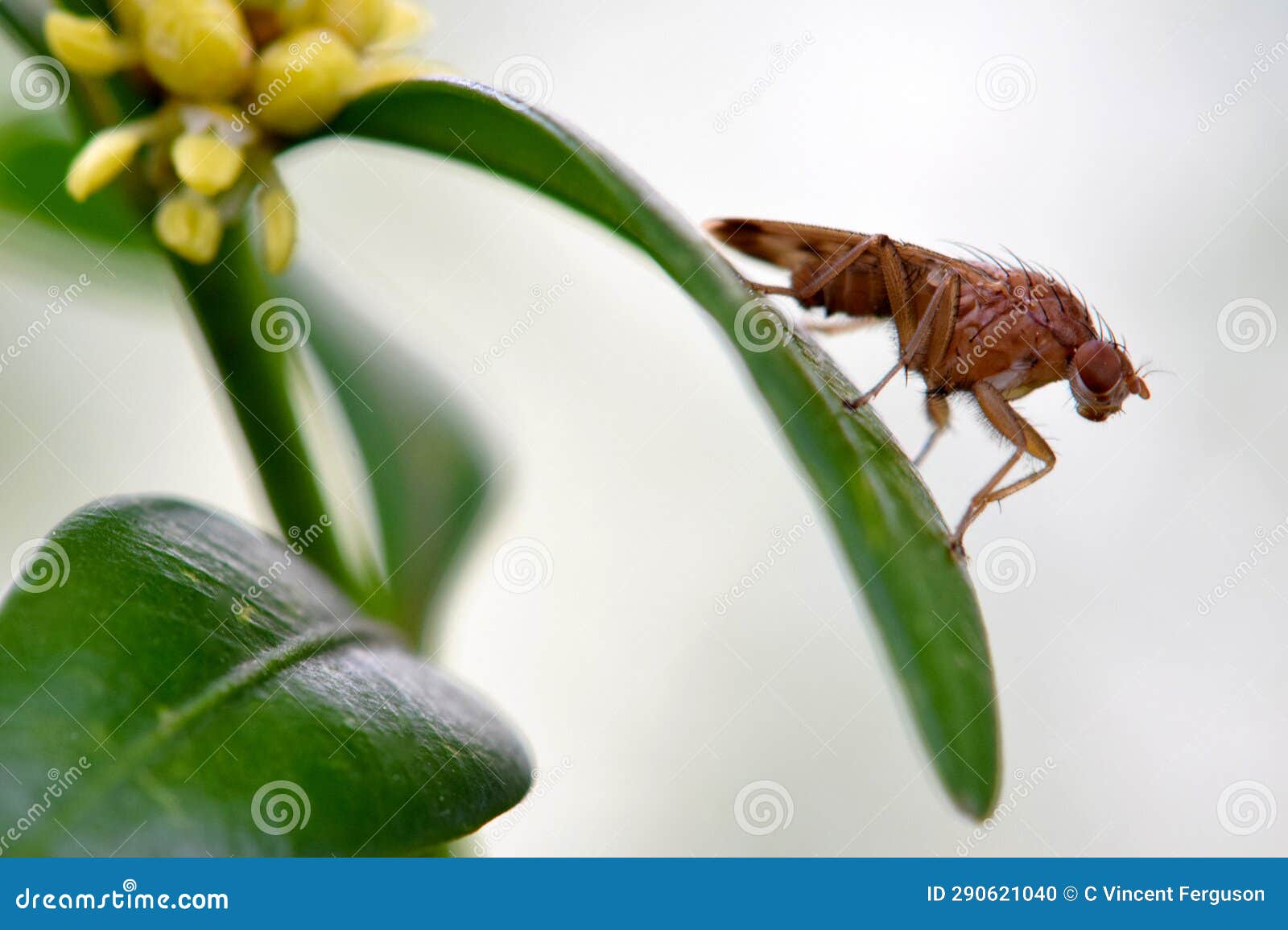 Suillia Stock Photos - Free & Royalty-Free Stock Photos from Dreamstime