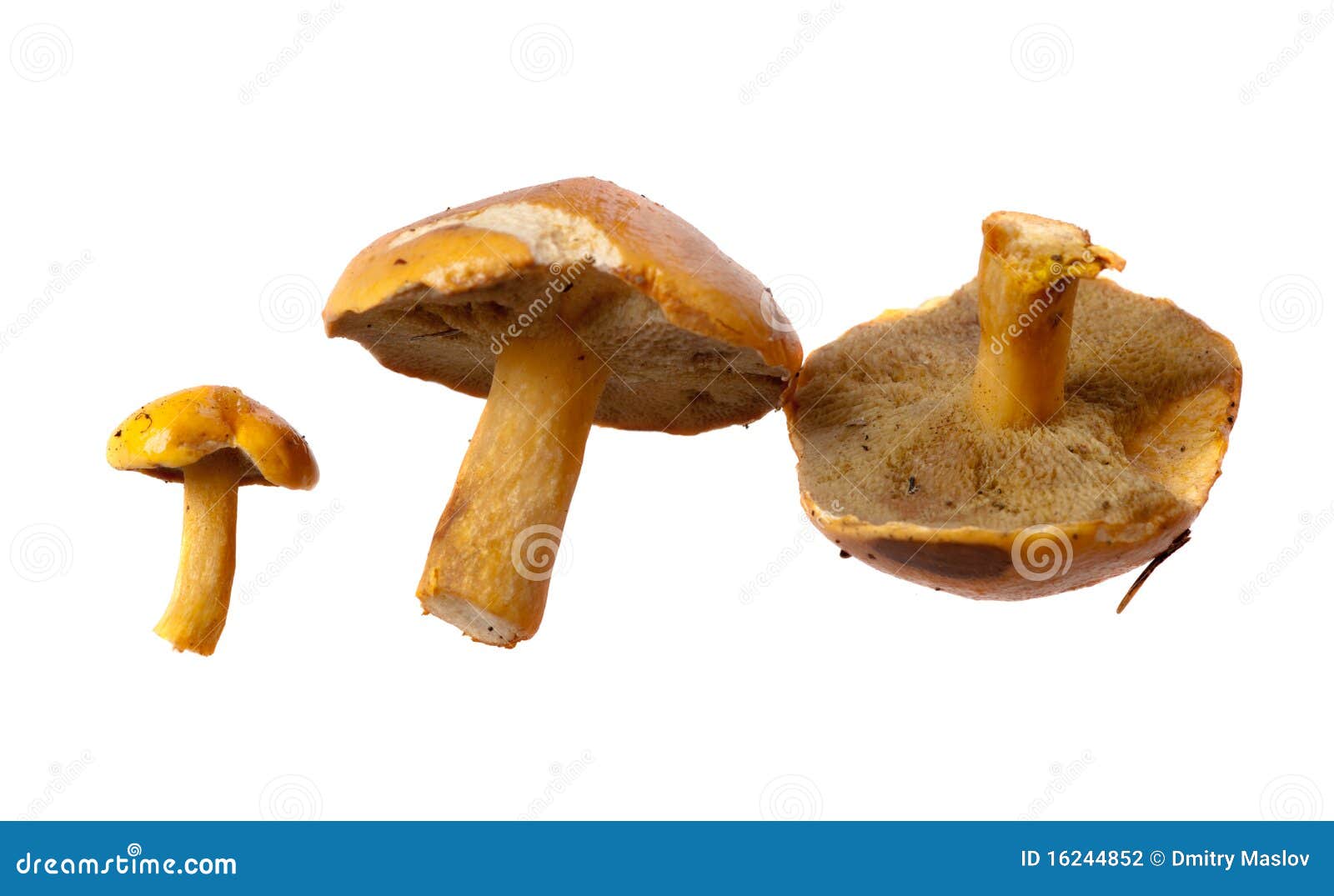 Suillus Bovinus Stock Photography | CartoonDealer.com #16244852
