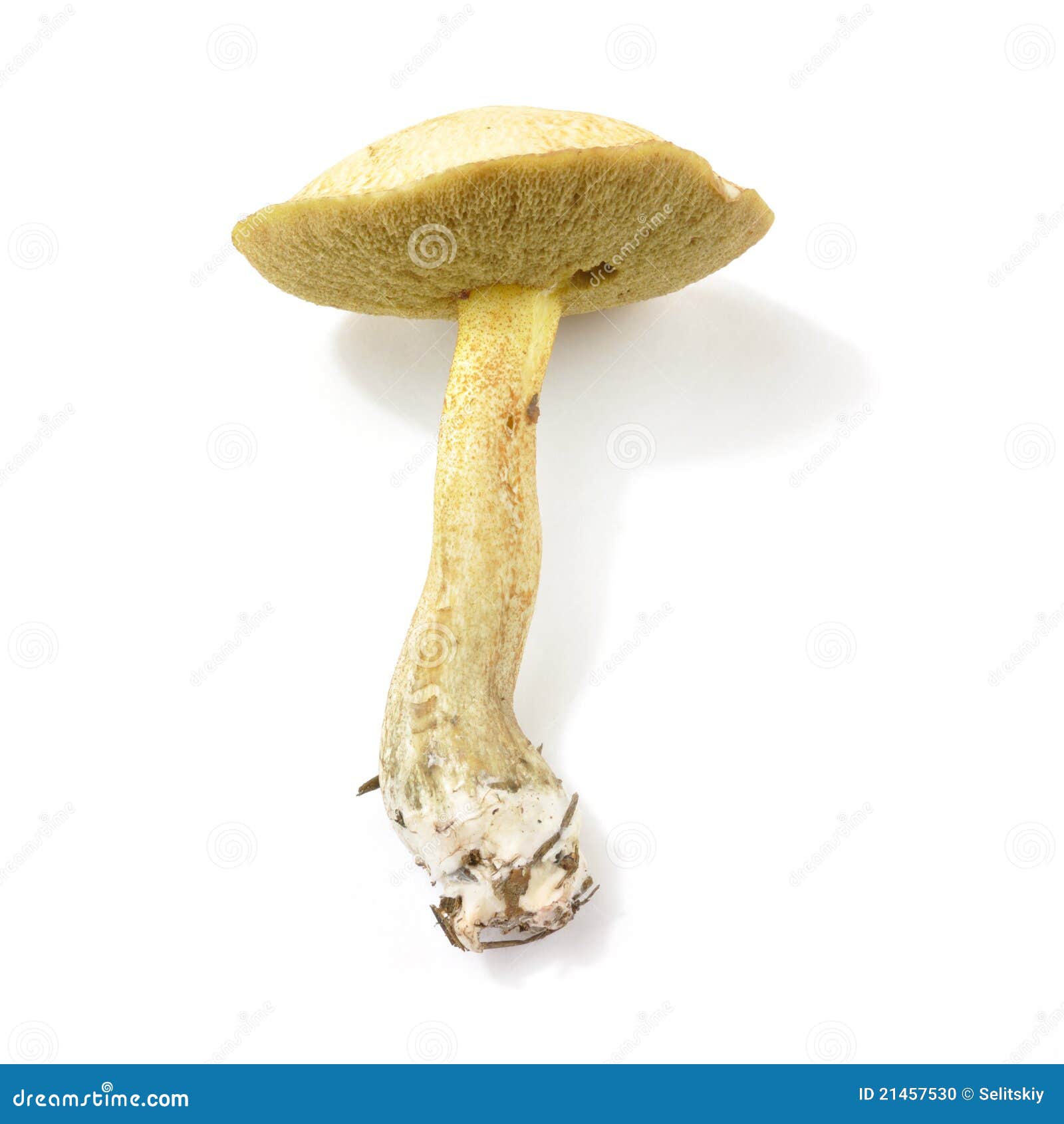 Suillus hirtellus mushroom stock photo. Image of hirtellus - 21457530