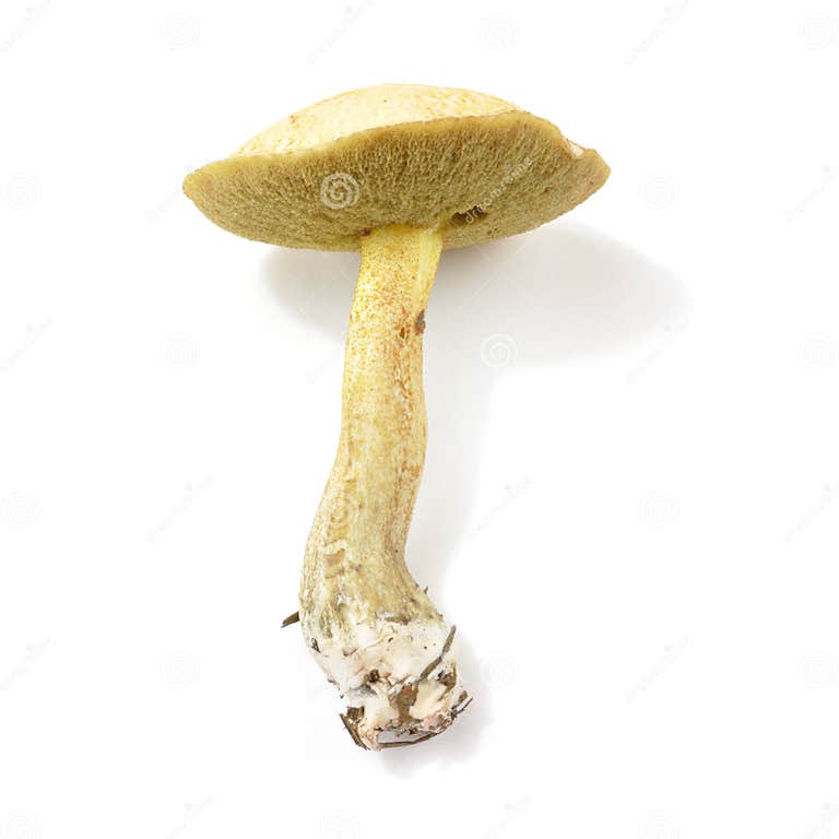 Suillus hirtellus mushroom stock photo. Image of hirtellus - 21457530