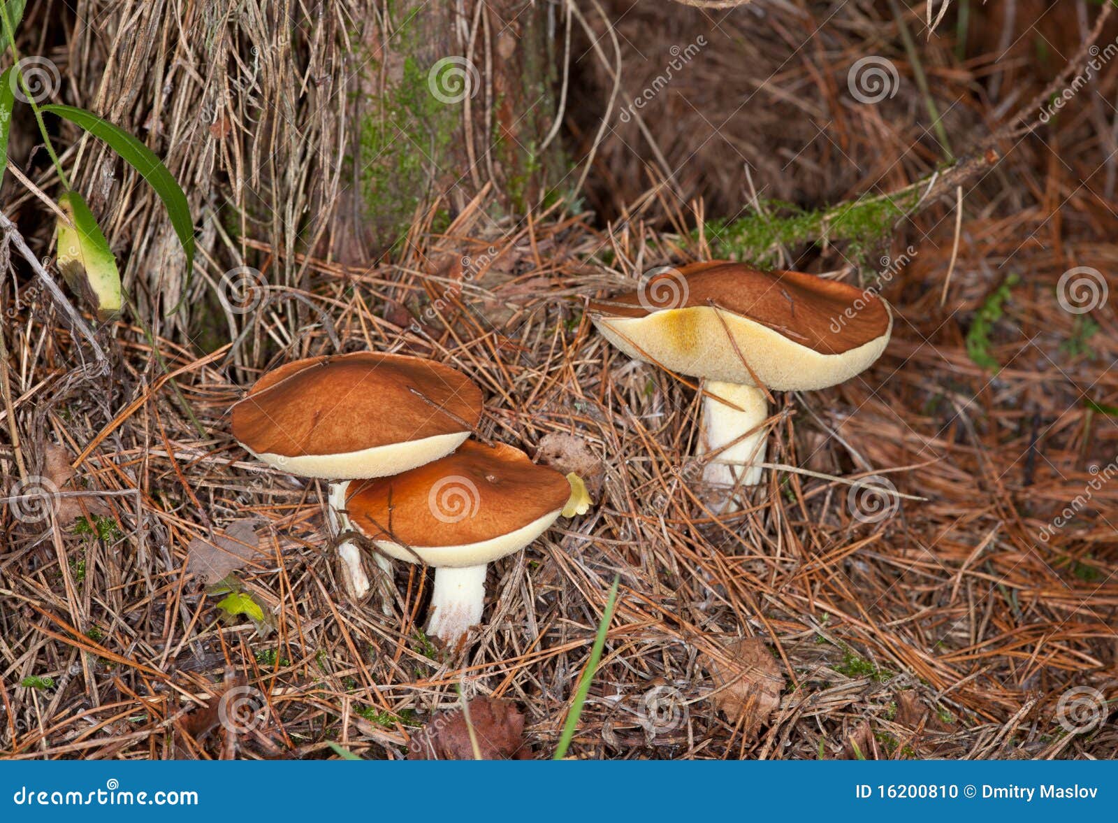 Suillus luteus stock photo. Image of needle, suillus - 16200810