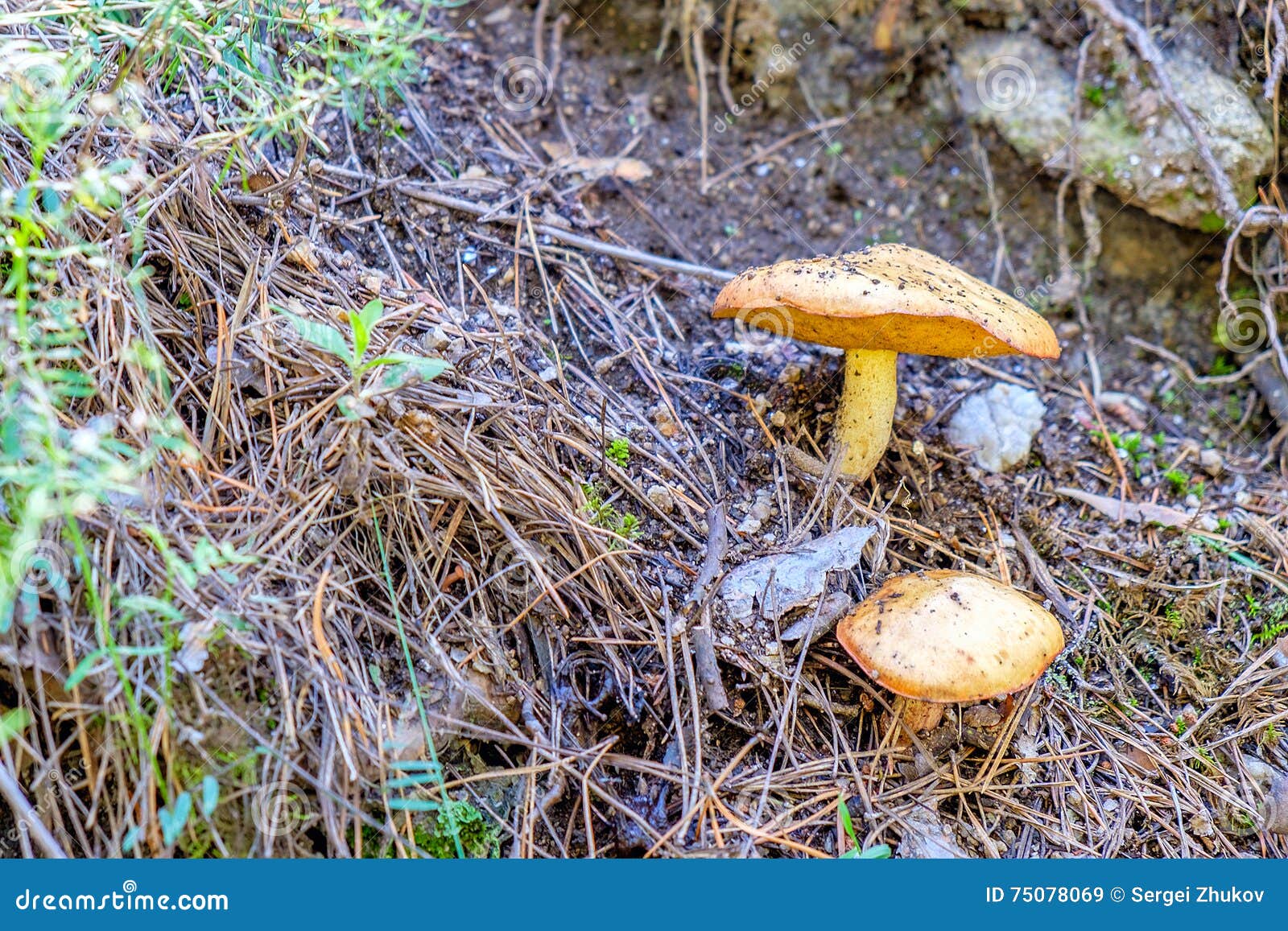 Suillus Luteus Mushroom. Selective Focus Stock Image - Image of edible ...