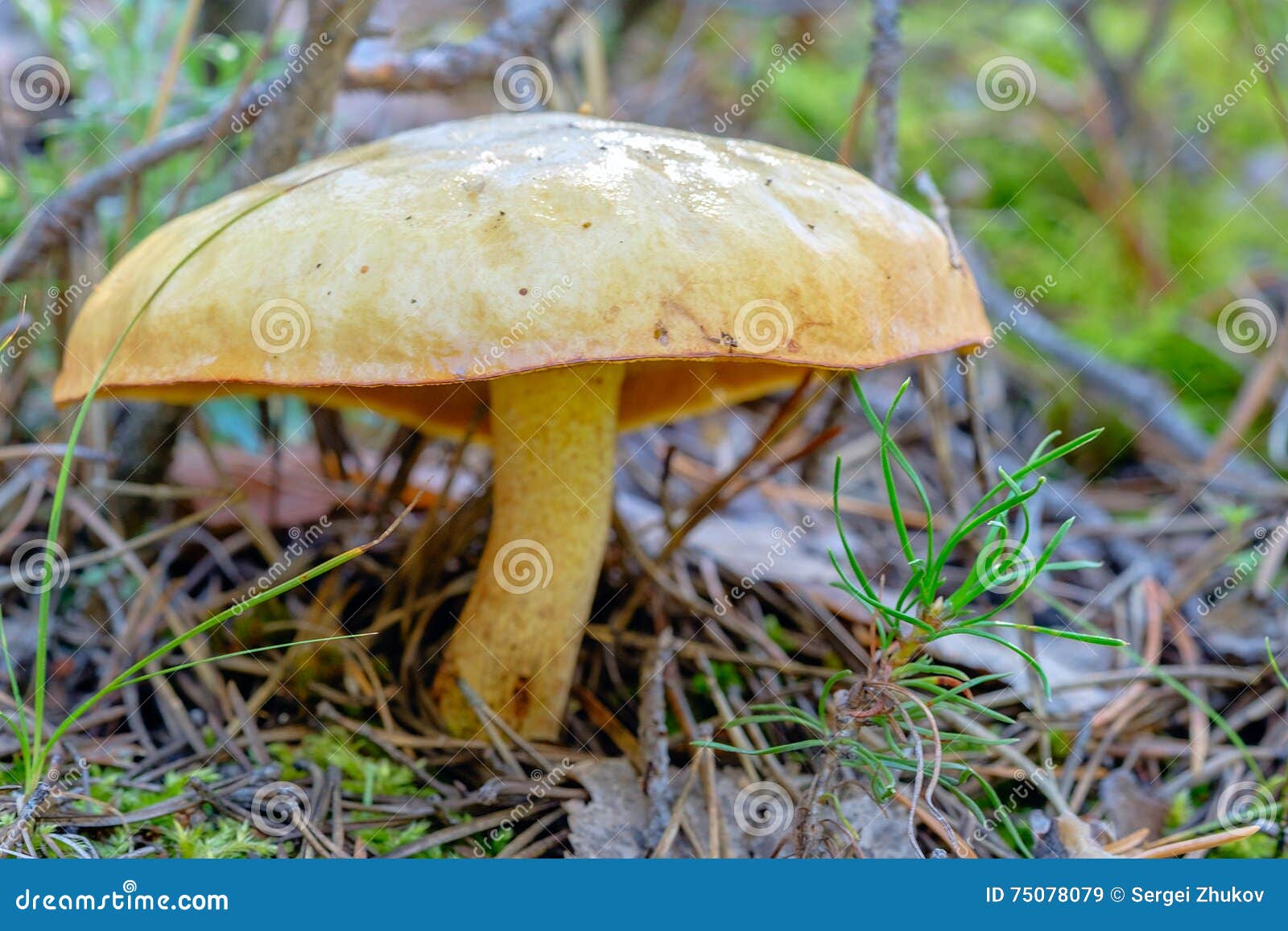Suillus Luteus Mushroom. Selective Focus Stock Image - Image of ...