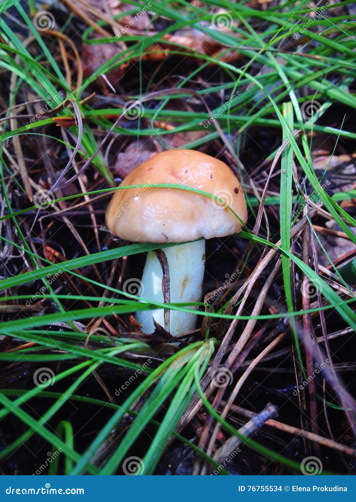 Suillus stock photo. Image of nature, suillus, hike, green - 76755534
