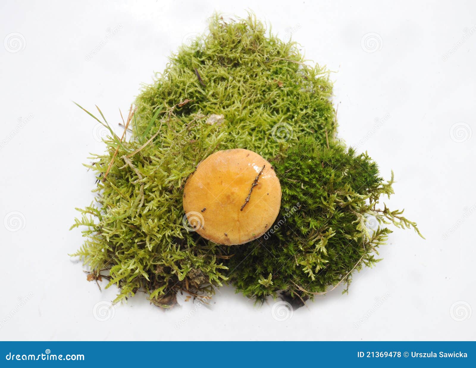 Suillus mushroom on moss. stock photo. Image of forest - 21369478