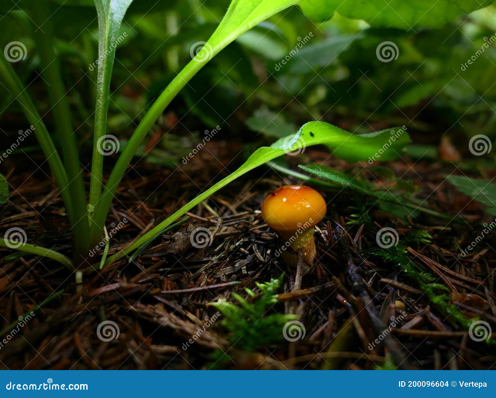 Suillus Mushroom in the Woods, BOLETUS ELEGANS Stock Photo - Image of ...