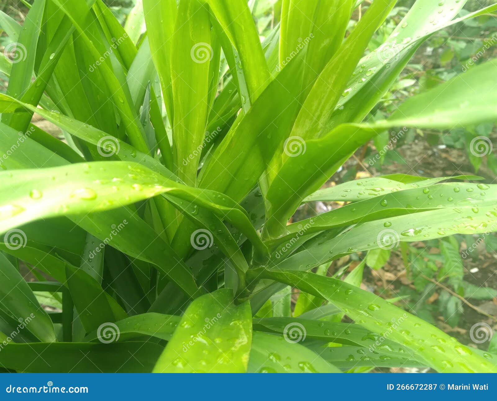 Suji Leaves are Rich in Chlorophyll Which Has Antioxidant Properties ...