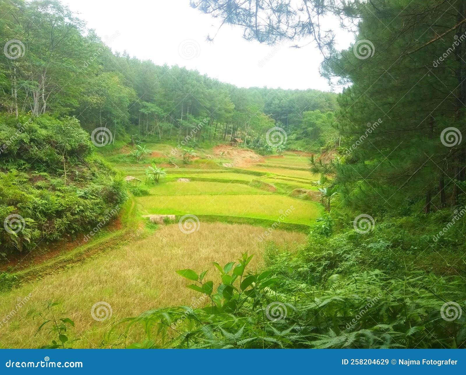 Sukabumi 25 September 2022 West Java Indonesia Rice Field View Stock ...