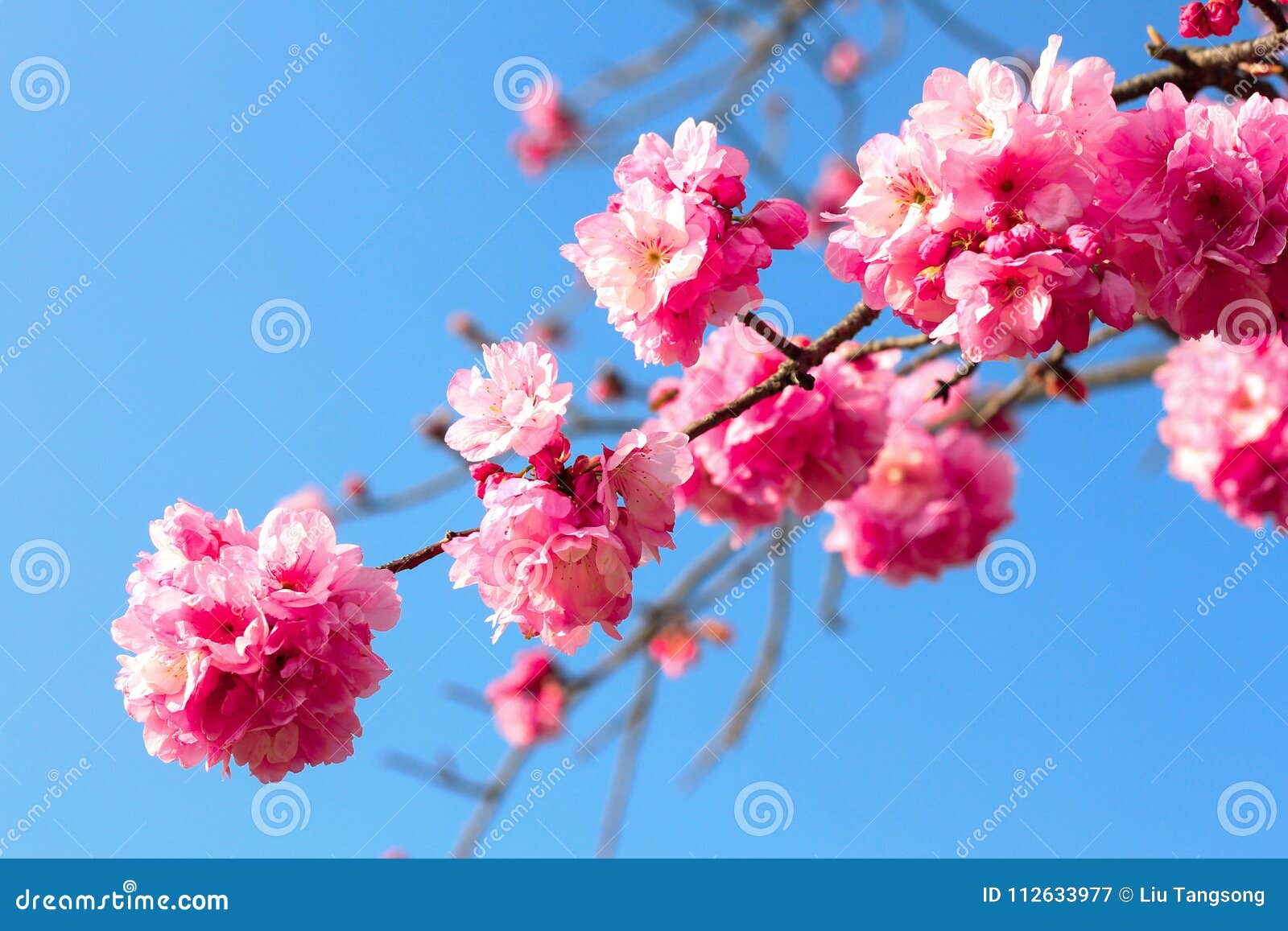 Suki stock image. Image of flower, suki, beautiful, pink - 112633977