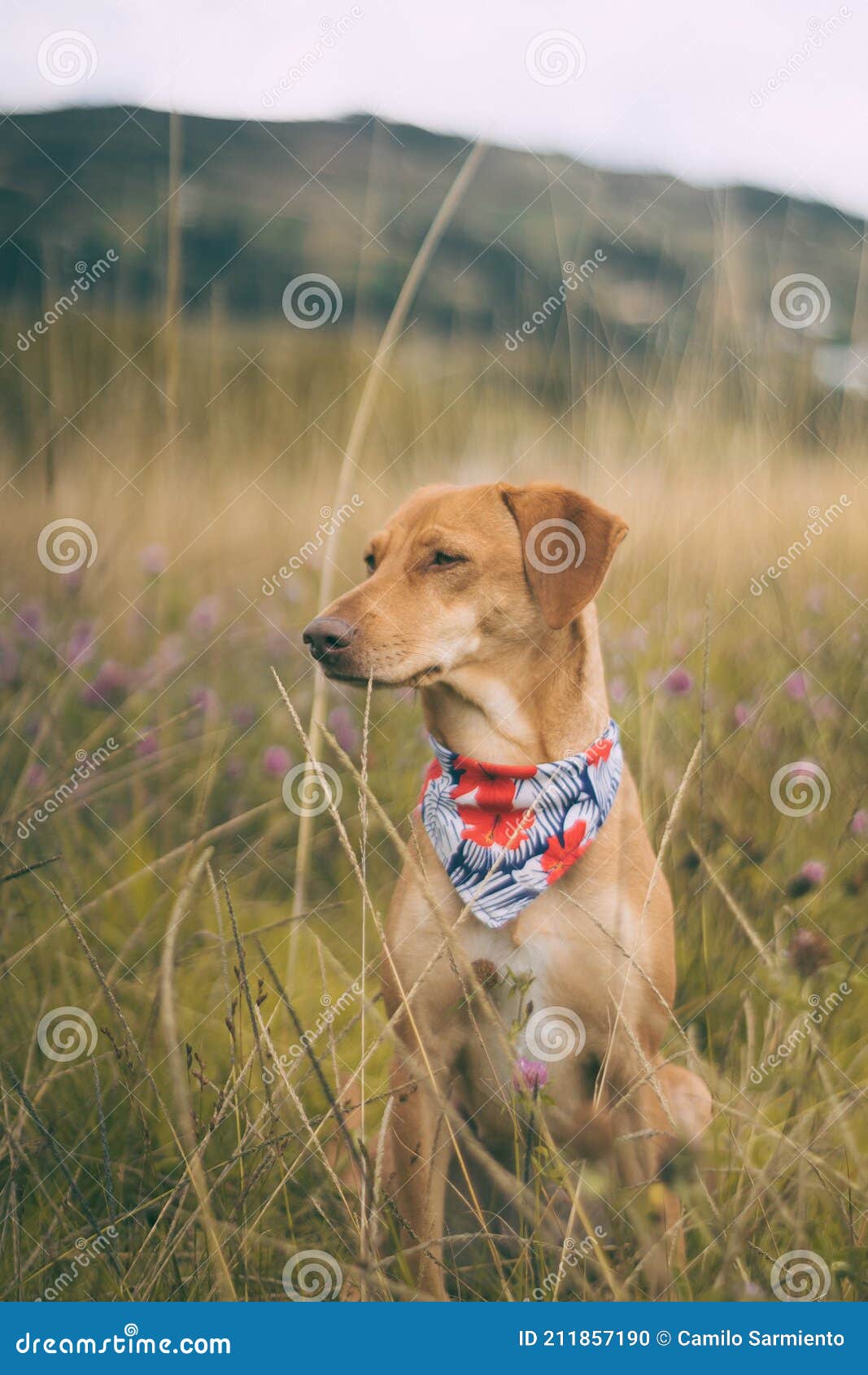 Suki stock photo. Image of modeling, animal, grass, pasture - 211857190