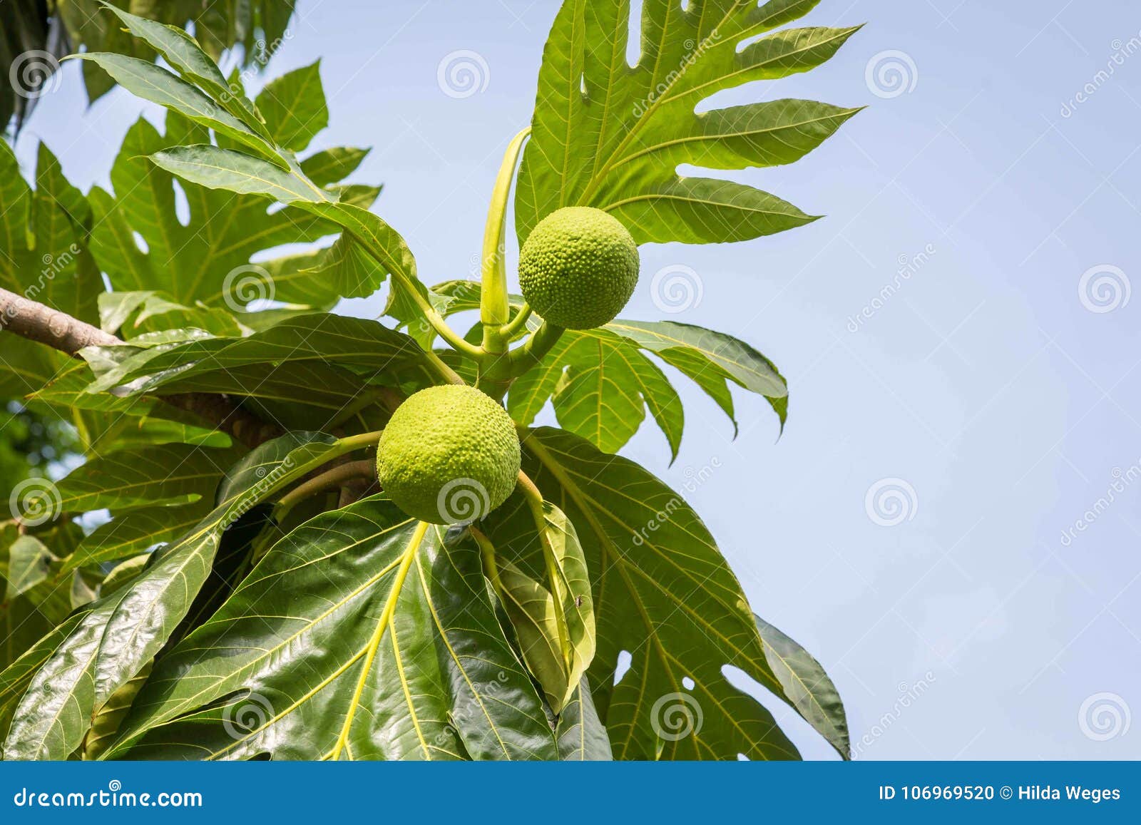 Sukun or Bread Fruit Hanging on a Tree Stock Photo - Image of ambarella ...