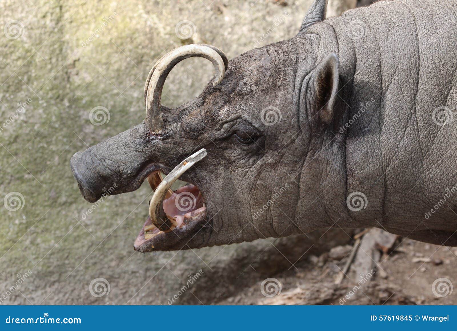 Sulawesi Babirusa (Babyrousa Celebensis) Obraz Stock - Obraz złożonej z ...