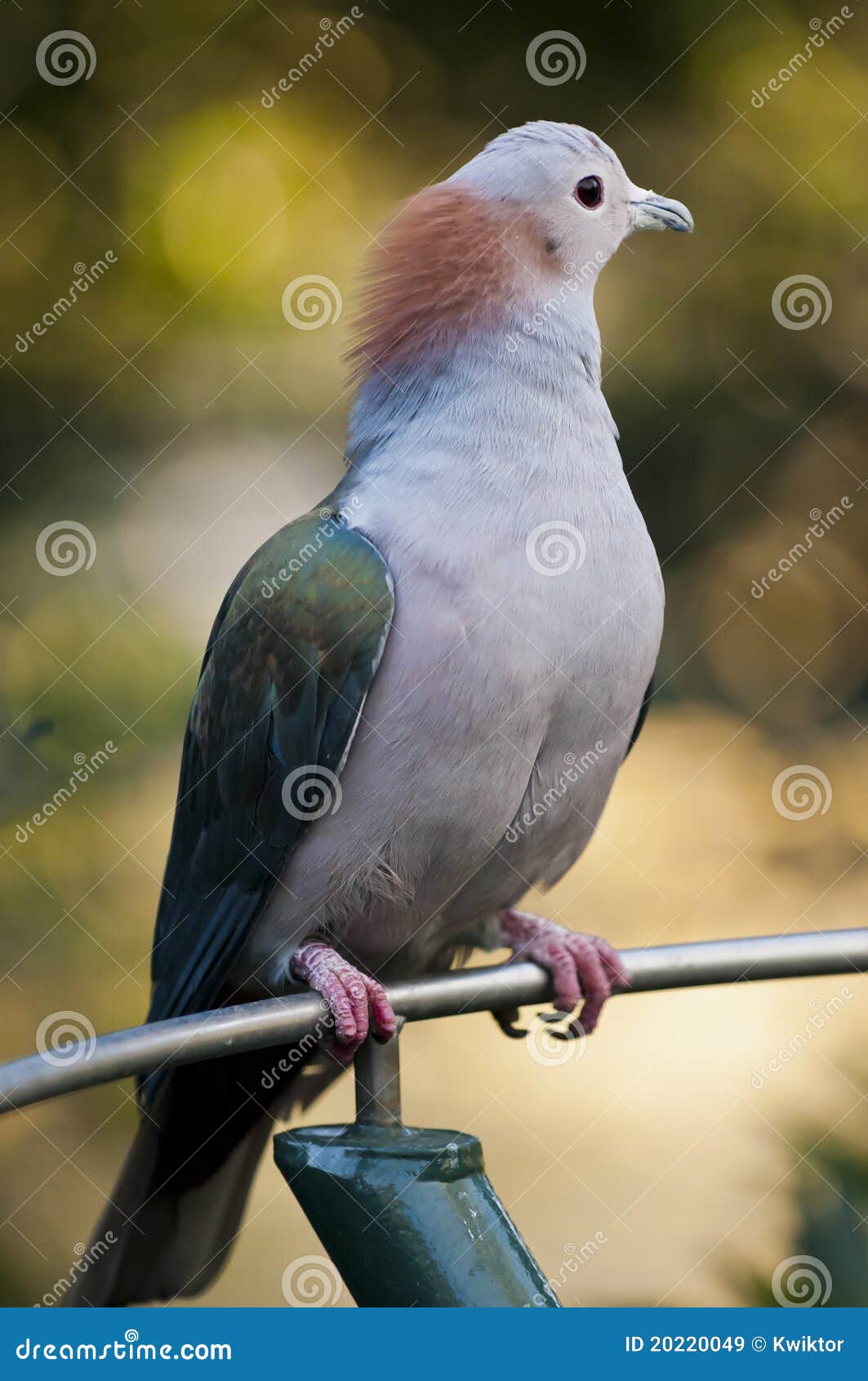 Sulawesi Green Imperial-pigeon Profile Stock Image - Image of wildlife ...