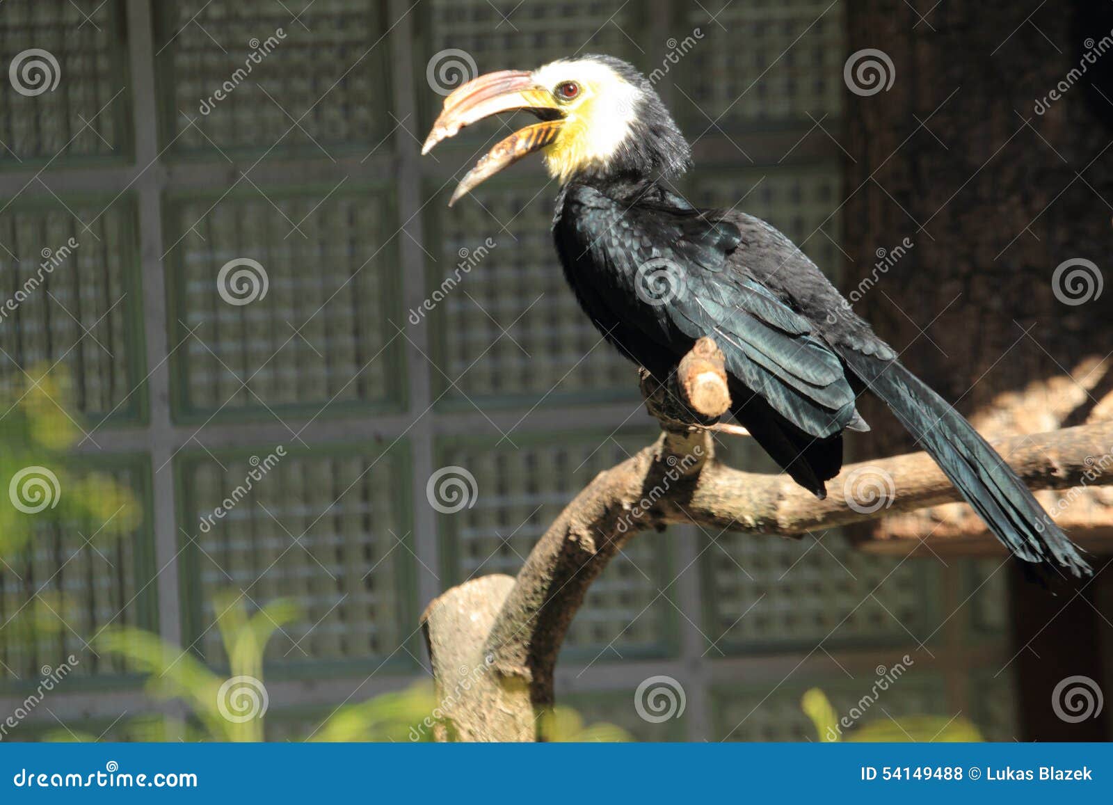 Adult Sulawesi Crested Macaque Yaki, Macaca Nigra, Black Monkey ...