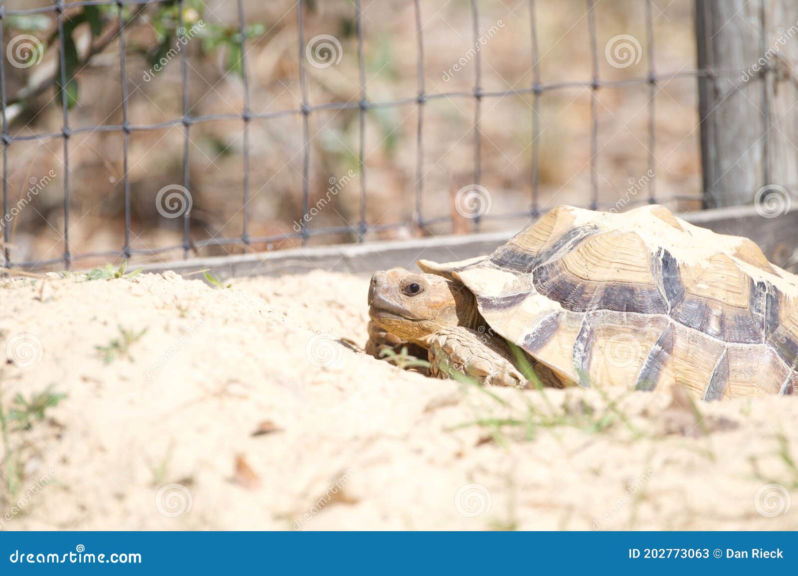 Sulcata African Spur Thighed Tortoise Basking in Sun Stock Image ...