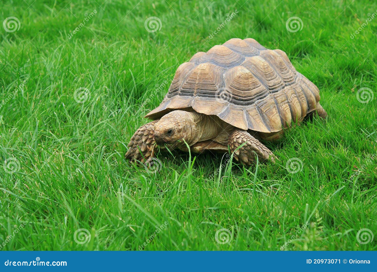 Sulcata (african Spurred) Turtle Stock Image - Image of geochelone ...